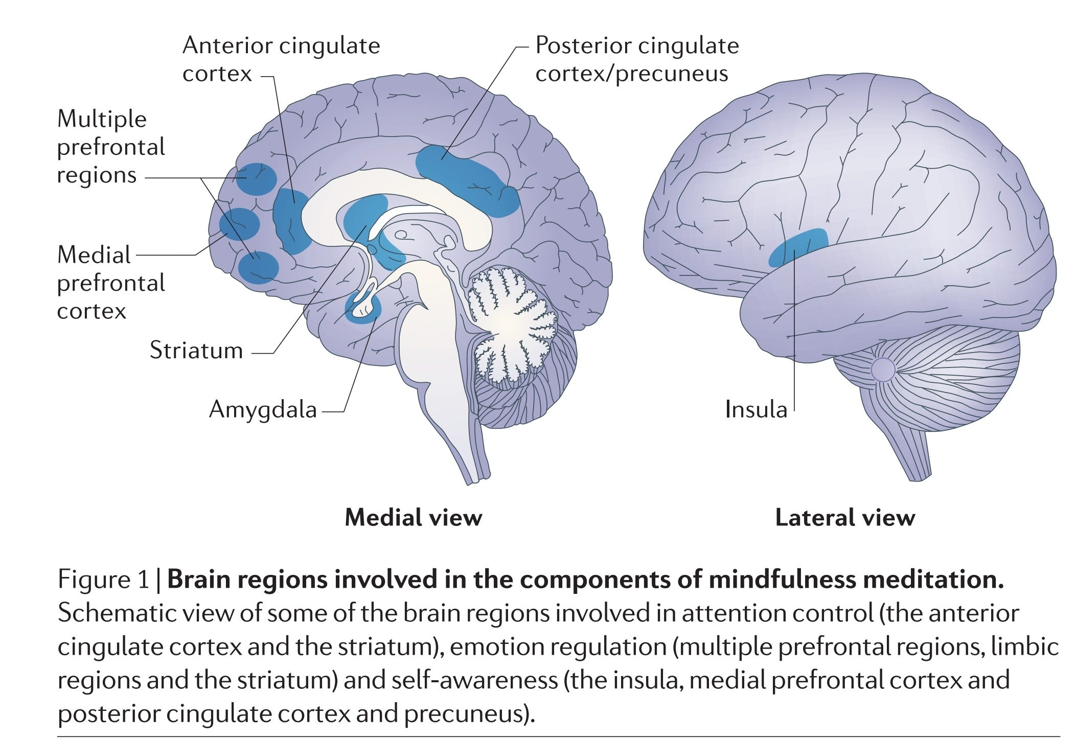 The Neuroscience of Meditation - About to Learn