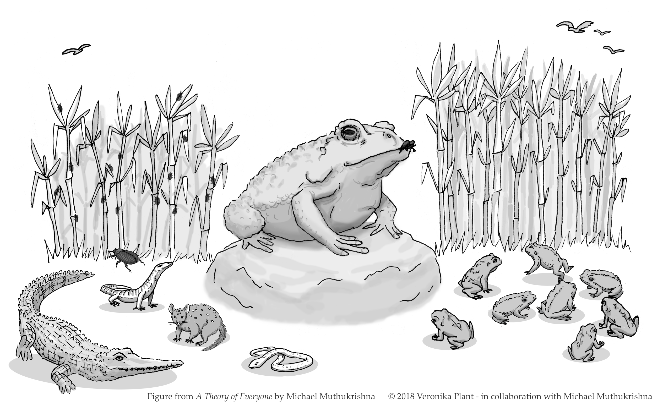 Cane toad solutions - by Michael Muthukrishna