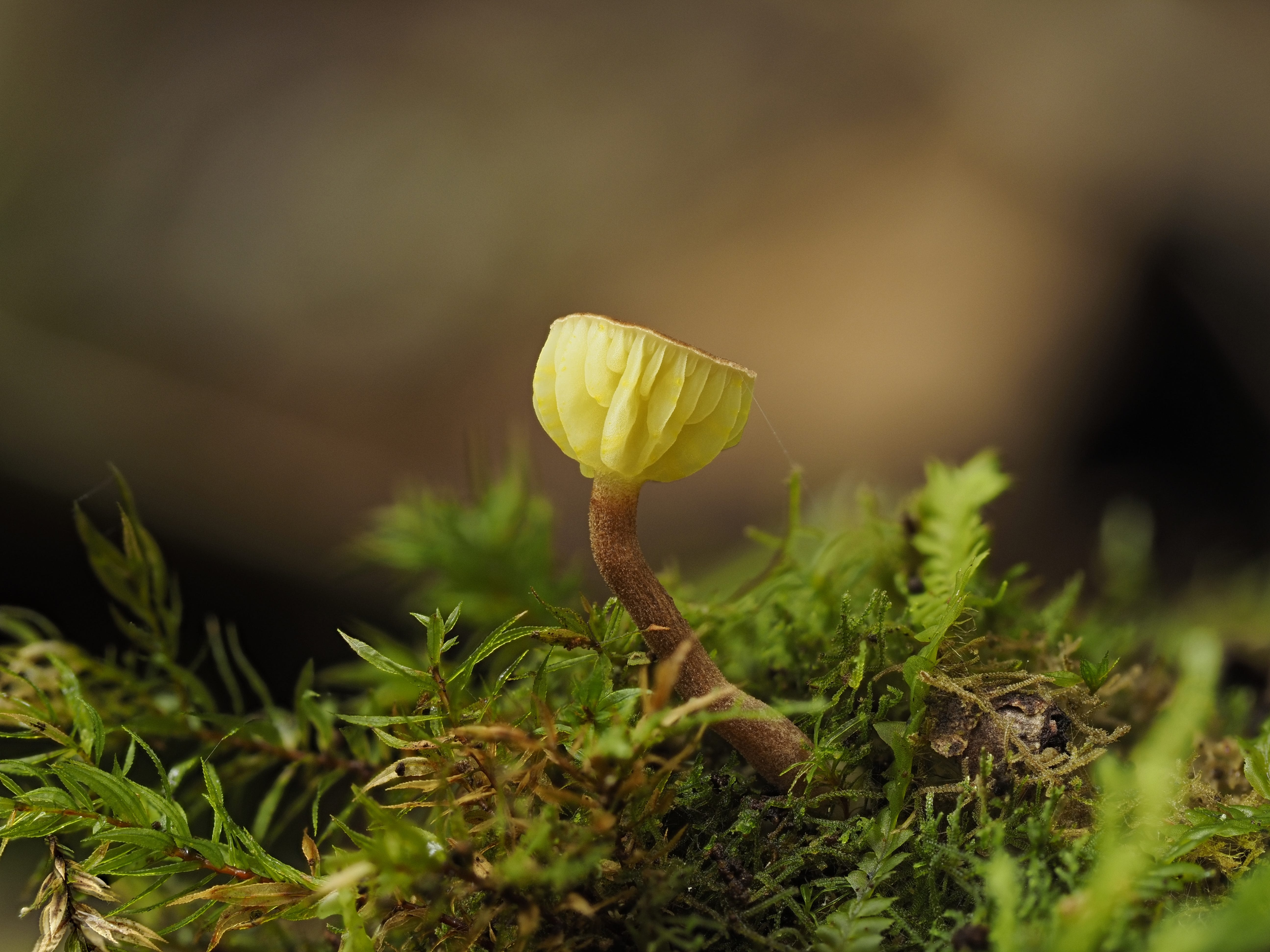 Hidden Wonders in Sabah: Exploring Kinabalu Park | Part I