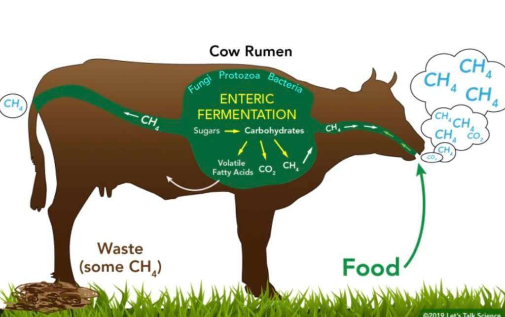 How Much Do Cattle Really Contribute to Greenhouse Gases/Climate Change?