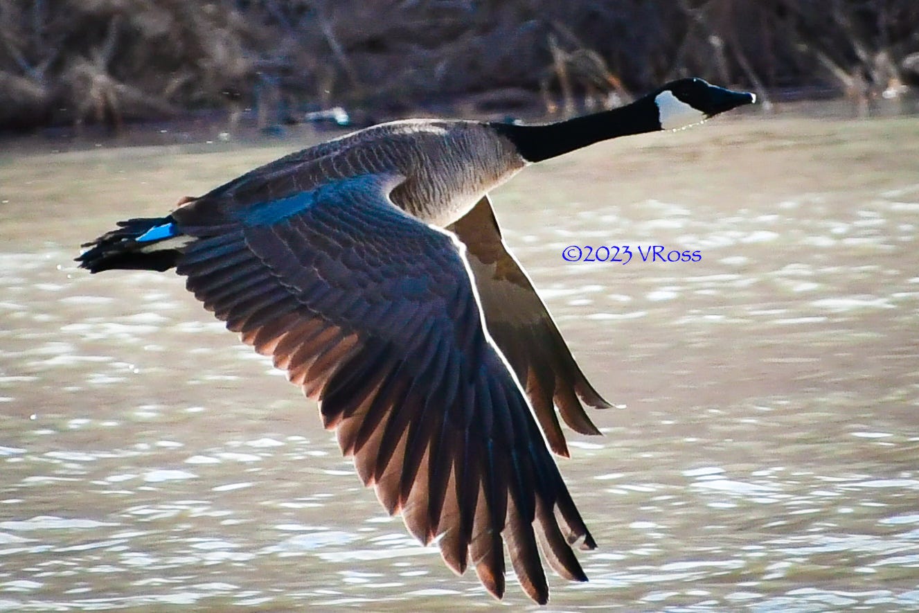 Making Your Own Peace - by Val Ross - Val’s Musings