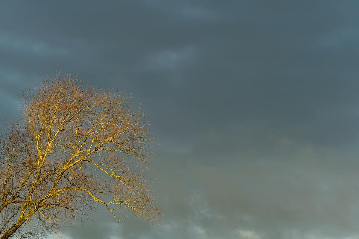 Pigney's Wood - by Jon Gibbs - Jon’s Substack