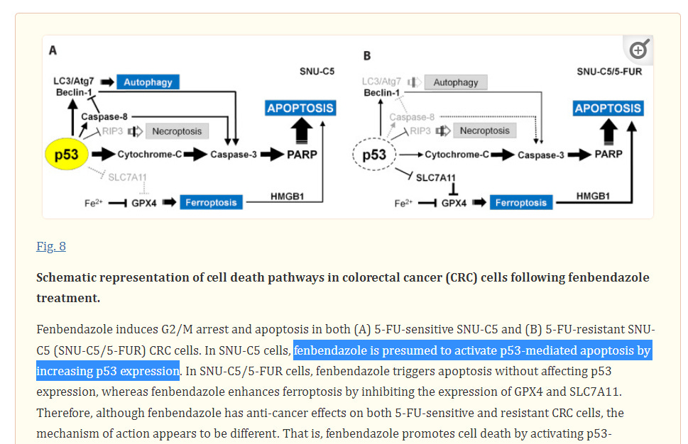 FENBENDAZOLE and CANCER - at least 12 Anti-Cancer mechanisms of action ...