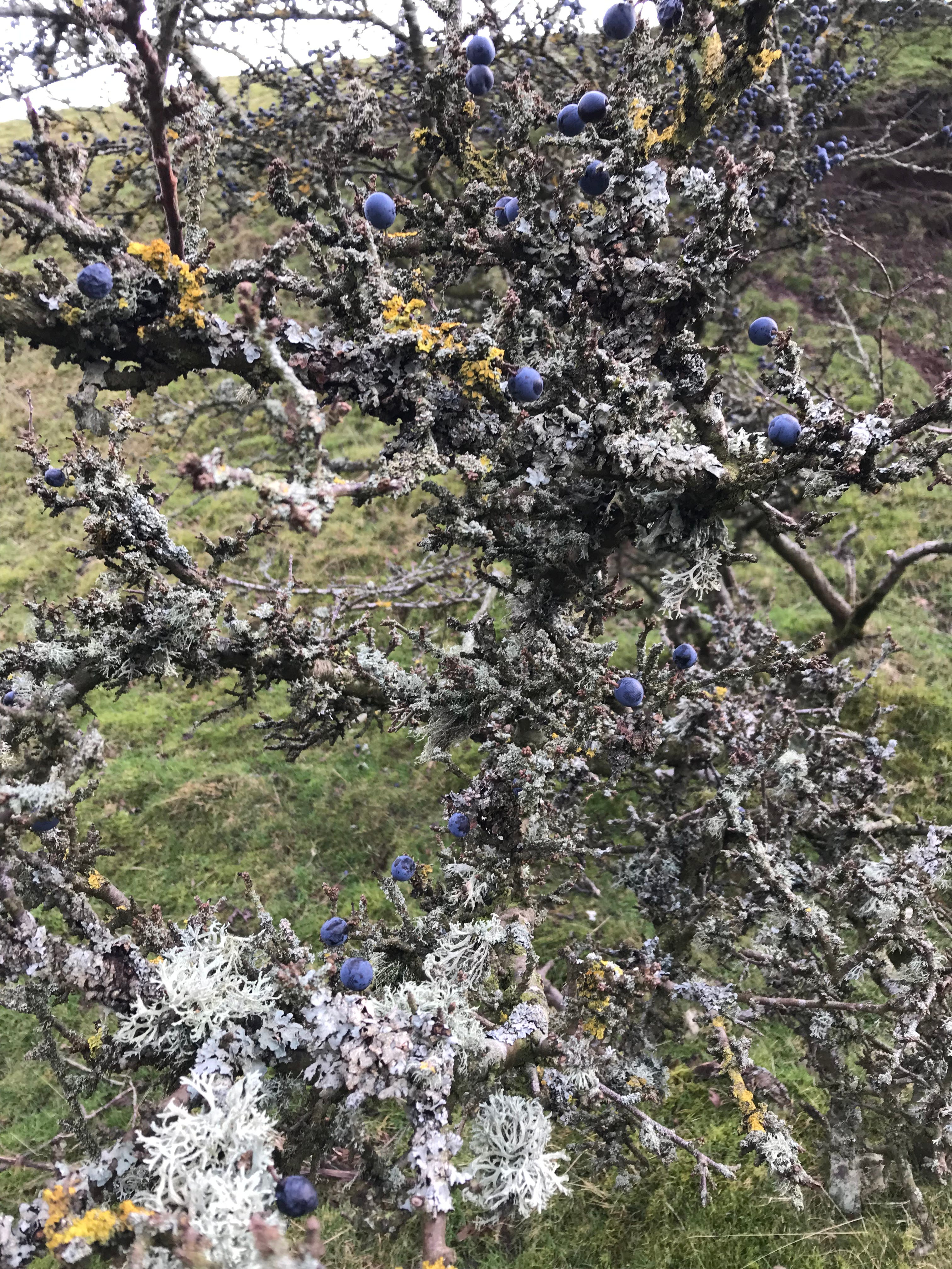 Prunus Spinosa Hedge