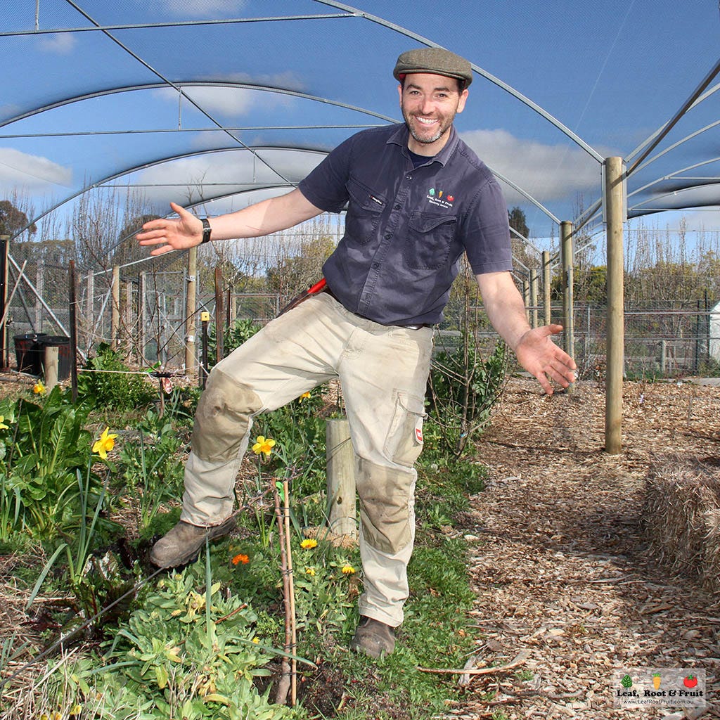 Buying Fruit Trees: The Importance of Choosing the Right Rootstock