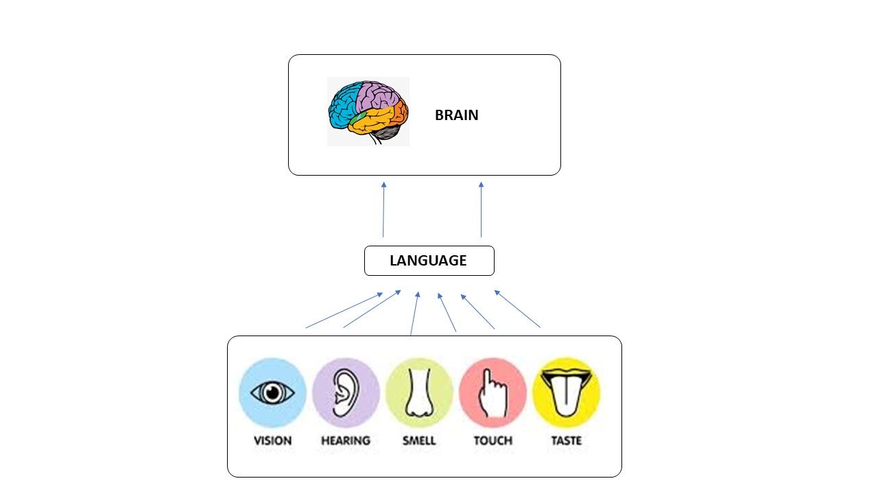 Linguistic Journey #1 - How language works in our Brains?!