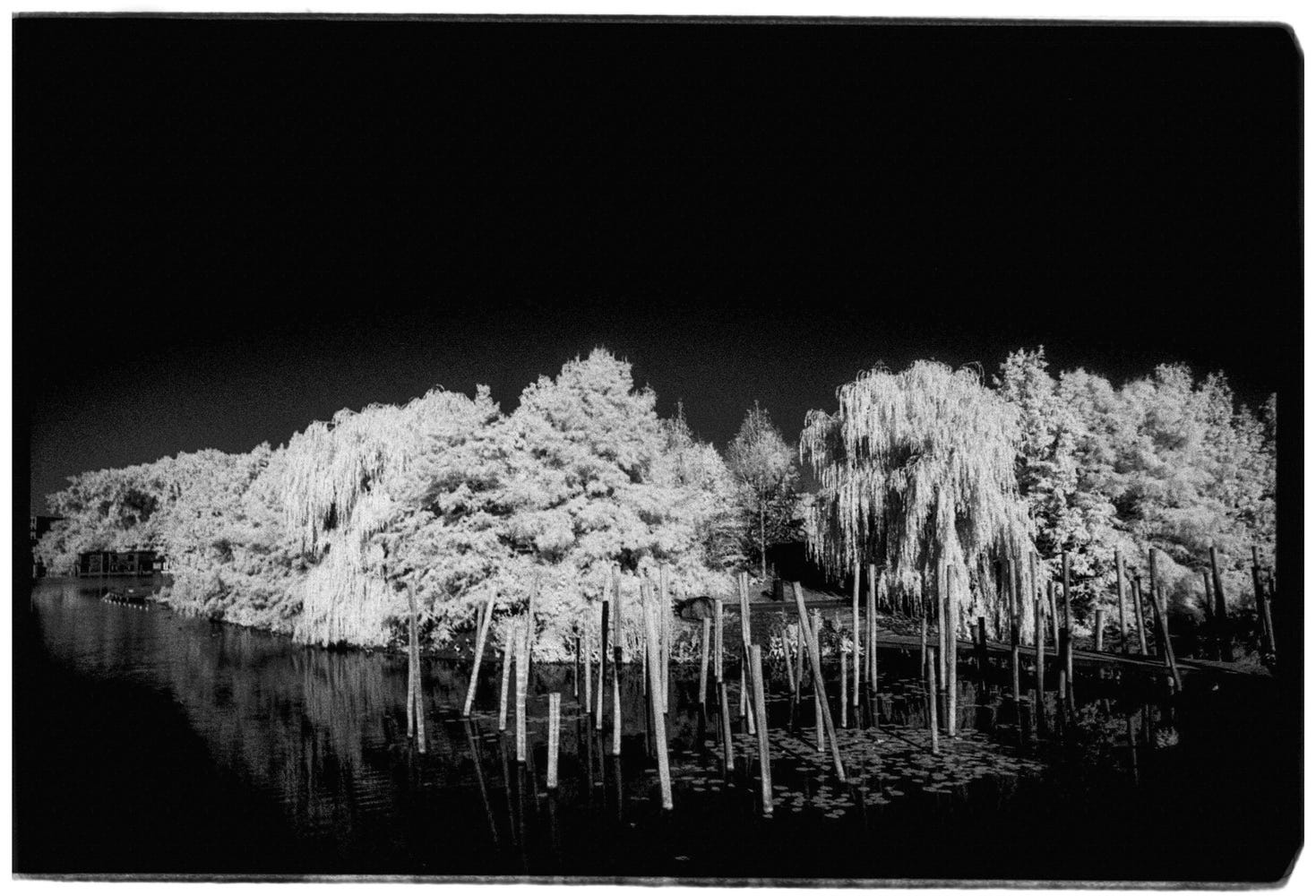 Process 111 ☼ Shooting Rare Infrared Film (Weird! Spooky!)