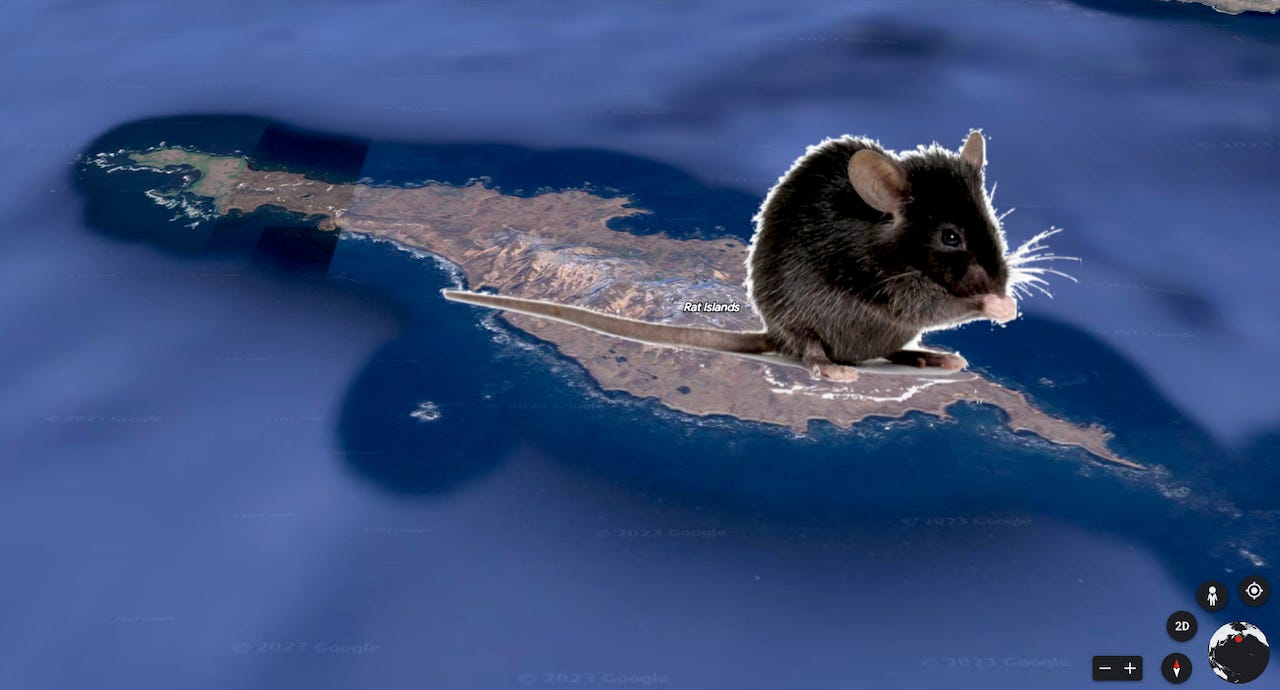 The evolutionary triumph of ‘Rattus Rattus’