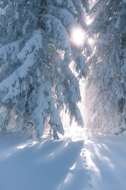 The Anatomy of Cold - by Kristen McHenry - The Good Typist