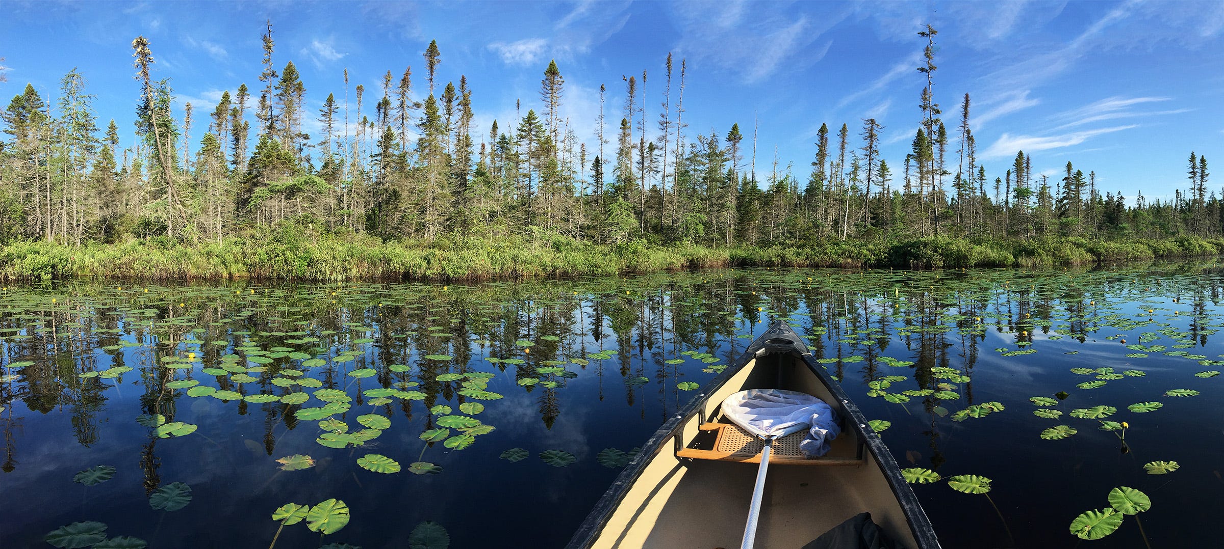 GO WILD - by Bryan Pfeiffer - Chasing Nature