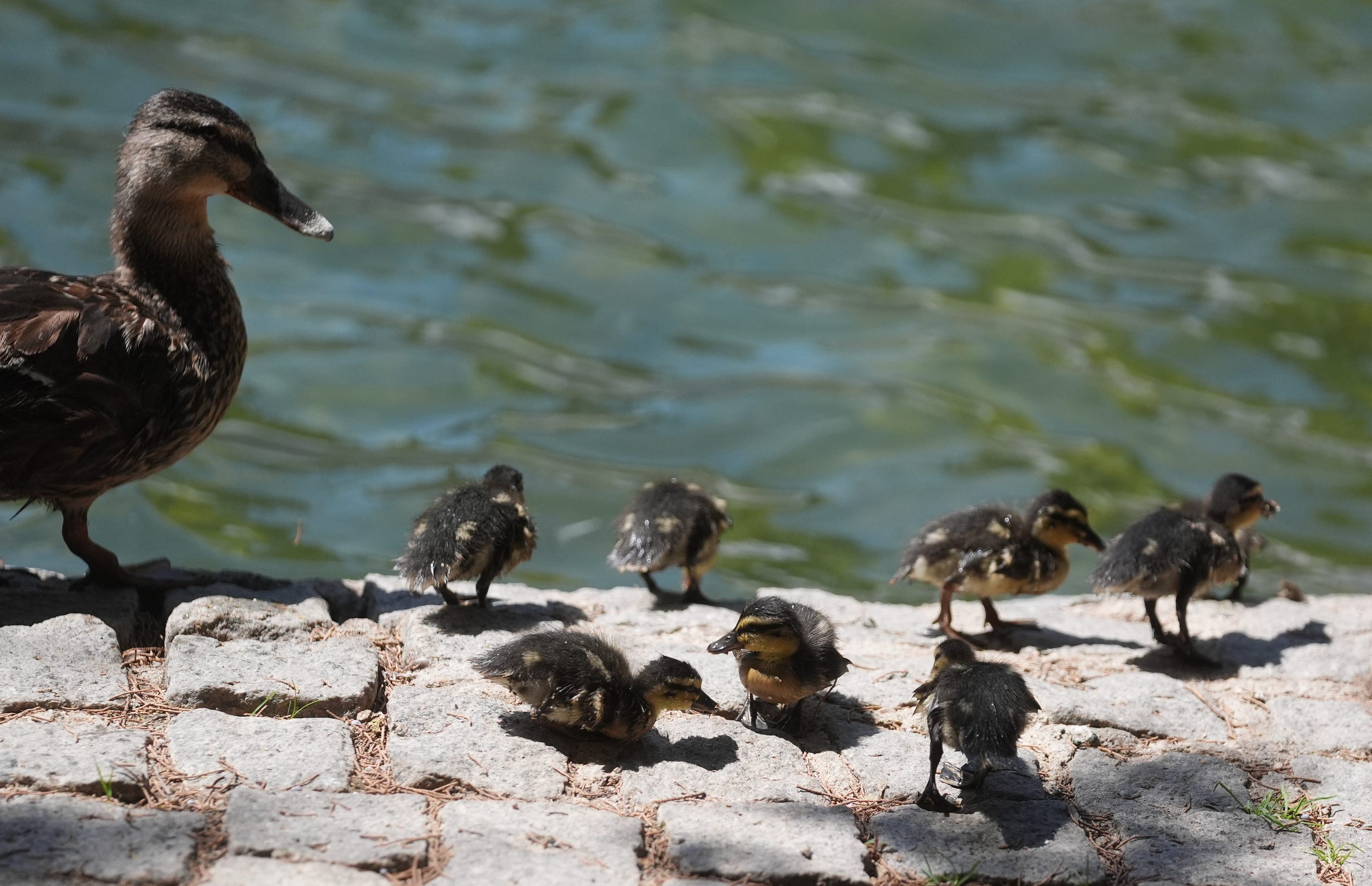 A Phony Story About Ducks - by Matt Taibbi - Racket News