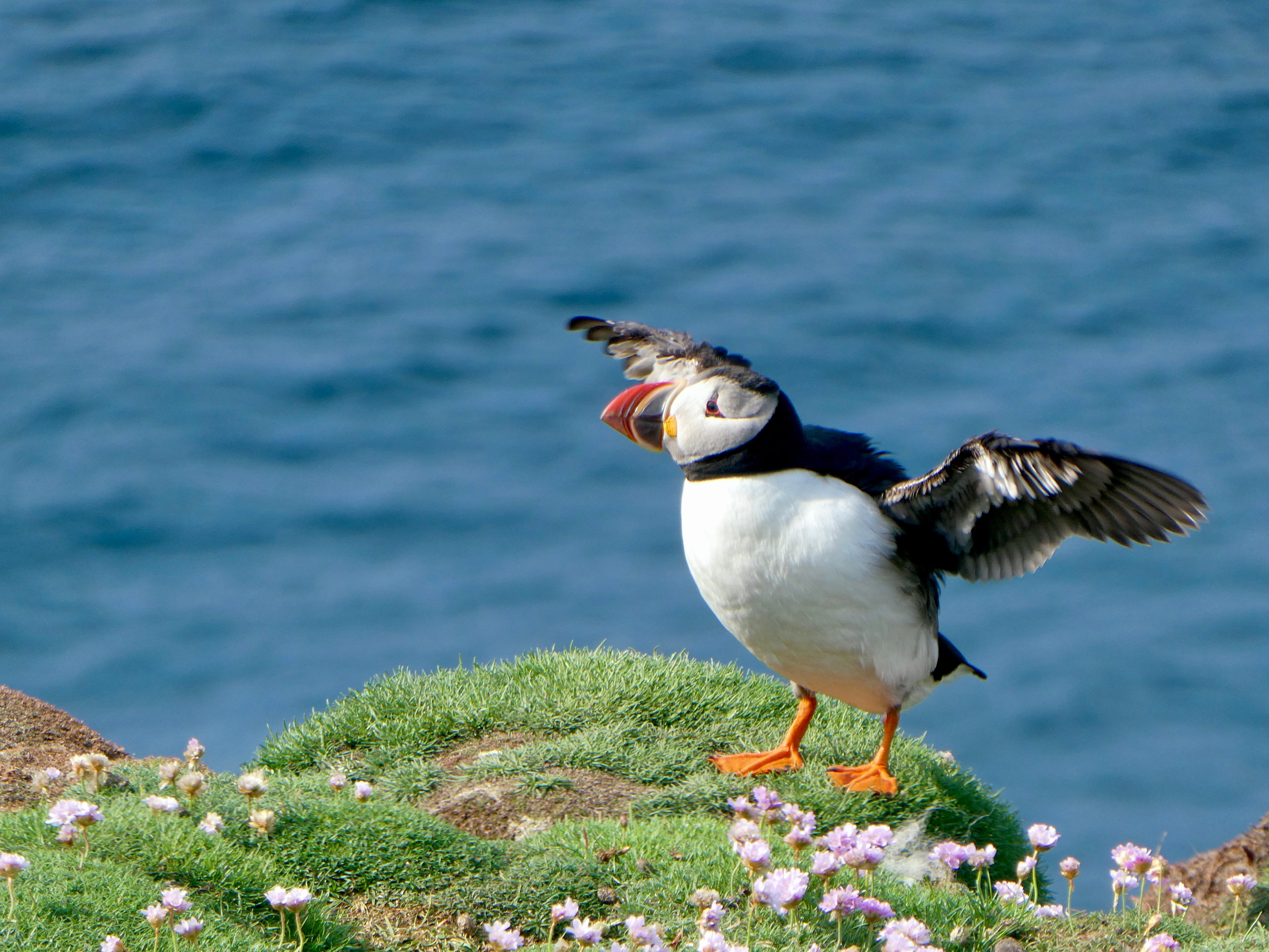 From puffins to pavement