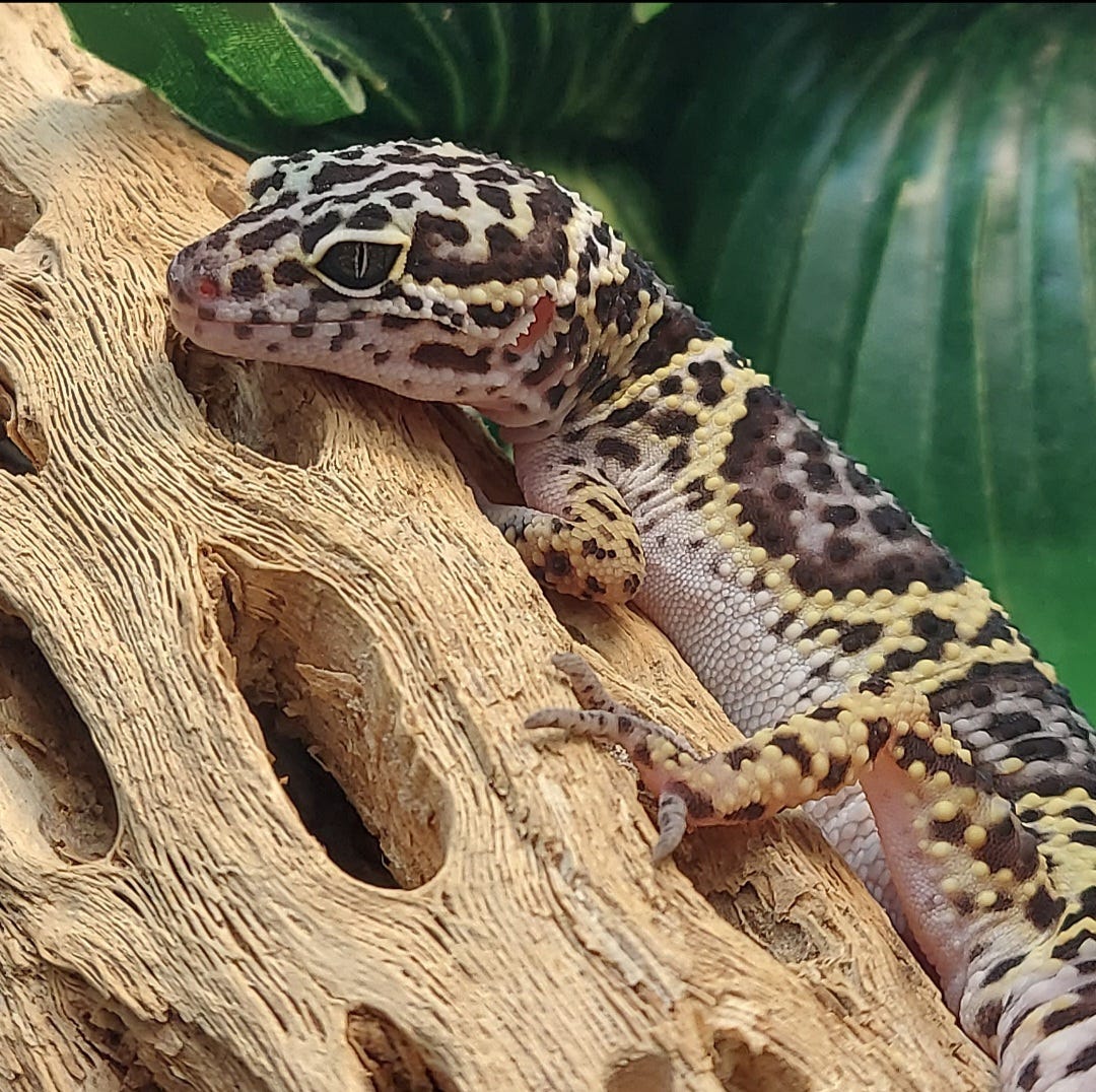 Know Your Pet! Leopard Gecko - DallasPetClub’s Substack