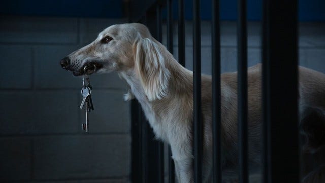Dogman Review: Beautifully crafted and over the top