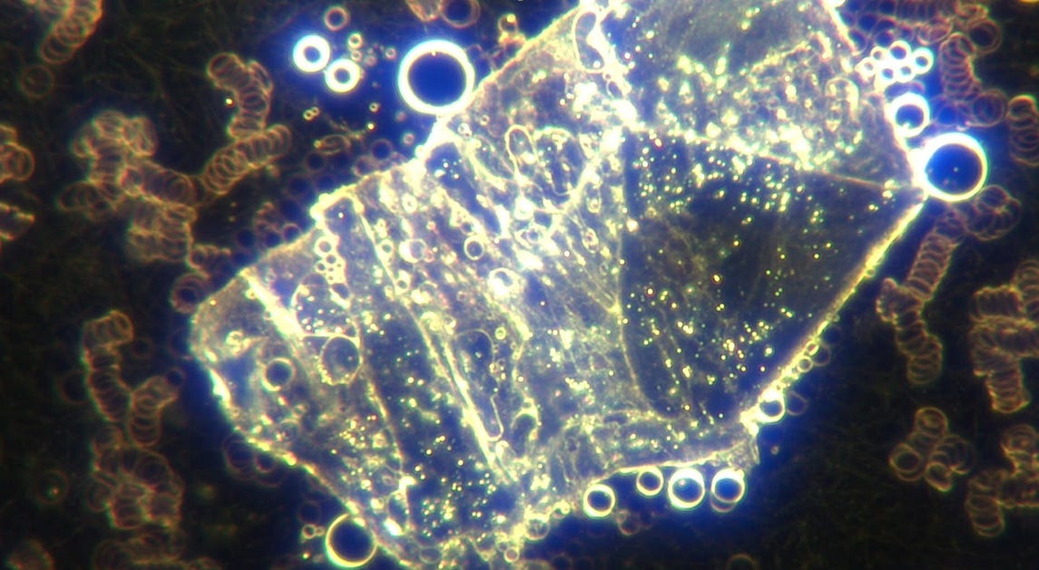 Are Programmable Nanotechnology Biosensing Mesogen "Computer Chip ...