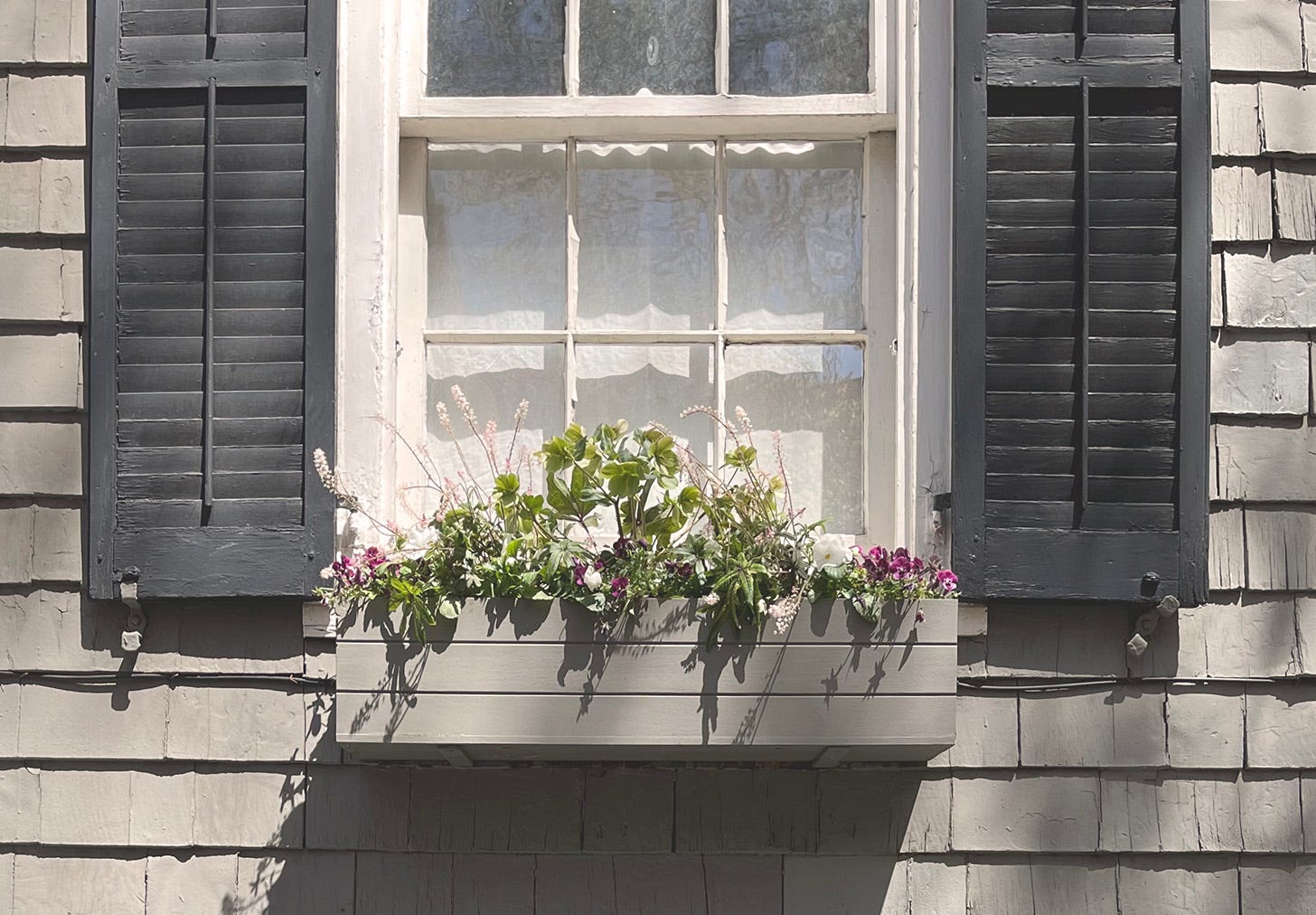 Planting Combinations for Window Boxes
