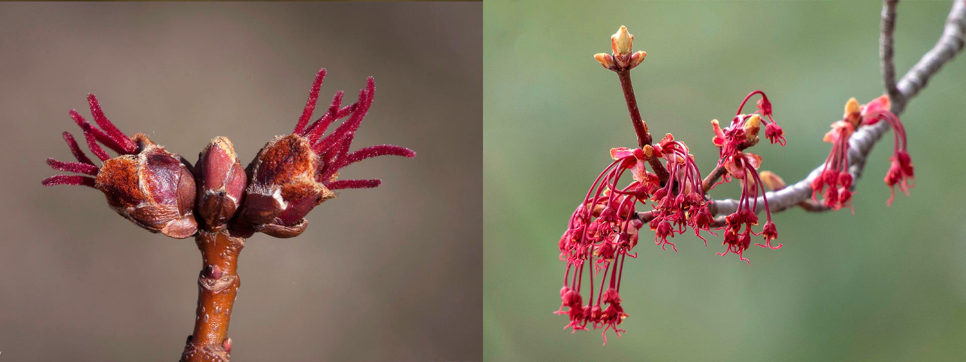 First in Flower - by Bryan Pfeiffer - Chasing Nature