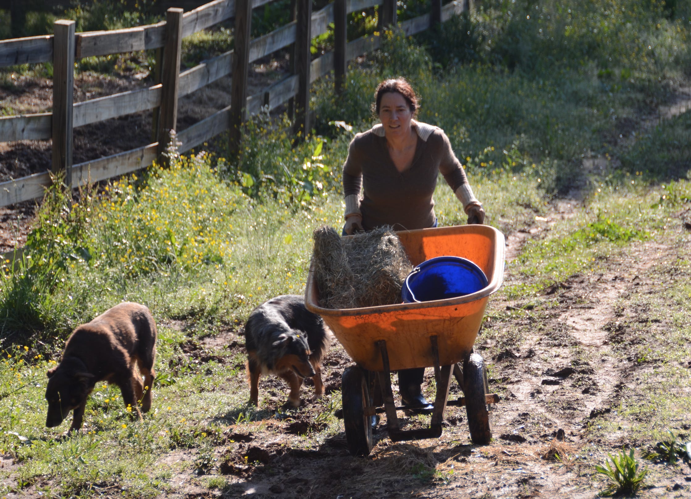 Homesteading 101: Regenerative Farming and the American Farmer.
