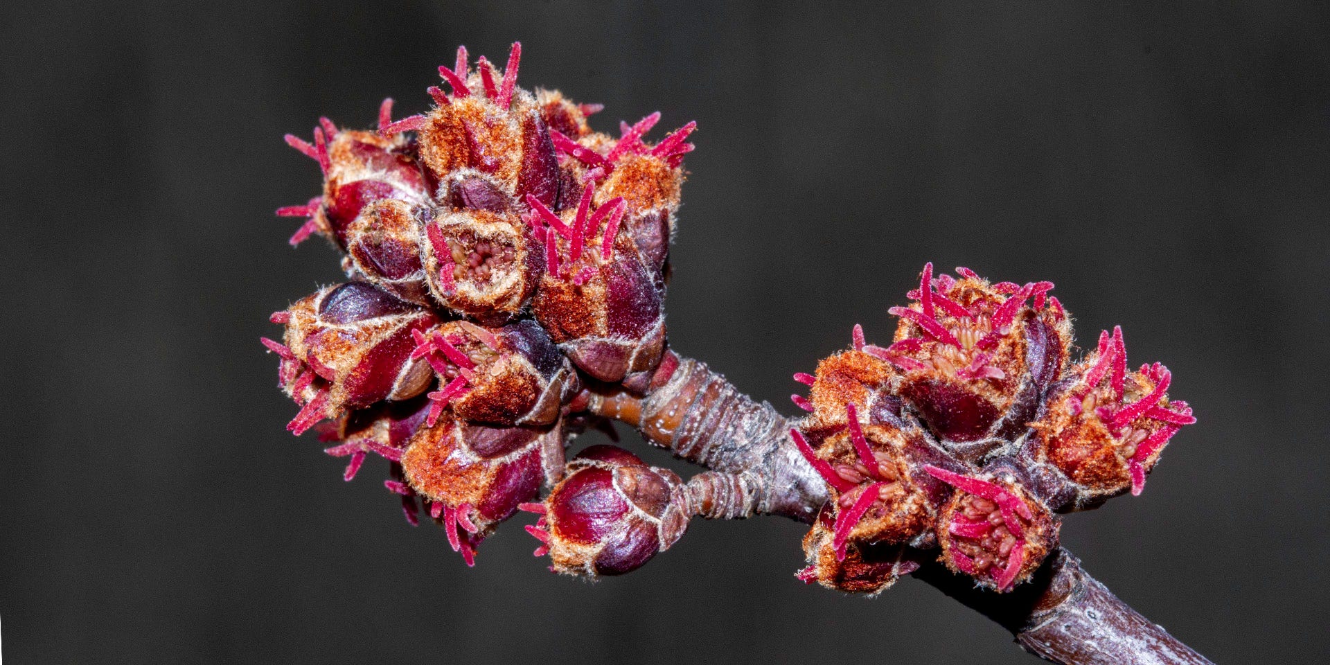 First in Flower - by Bryan Pfeiffer - Chasing Nature