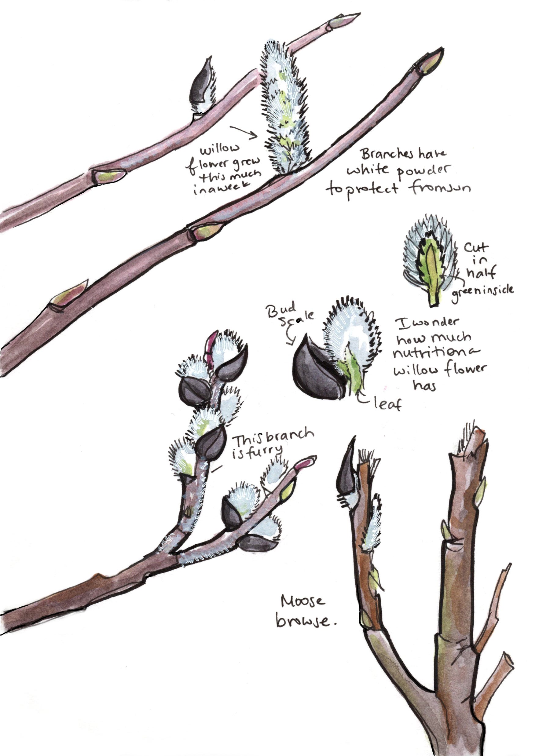 Buds and Tree Flowers - by Kristin Link