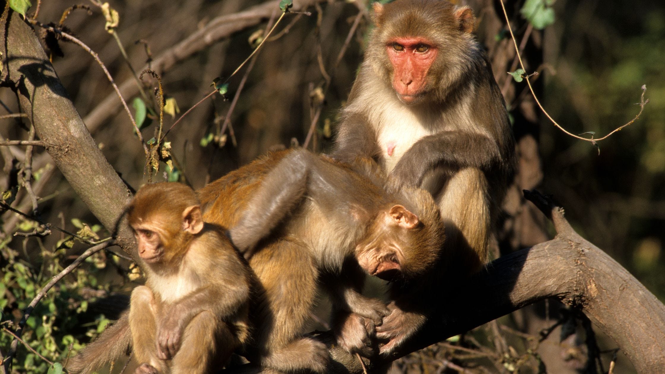 What We Can Learn from Macaques - by Elizabeth Doerr