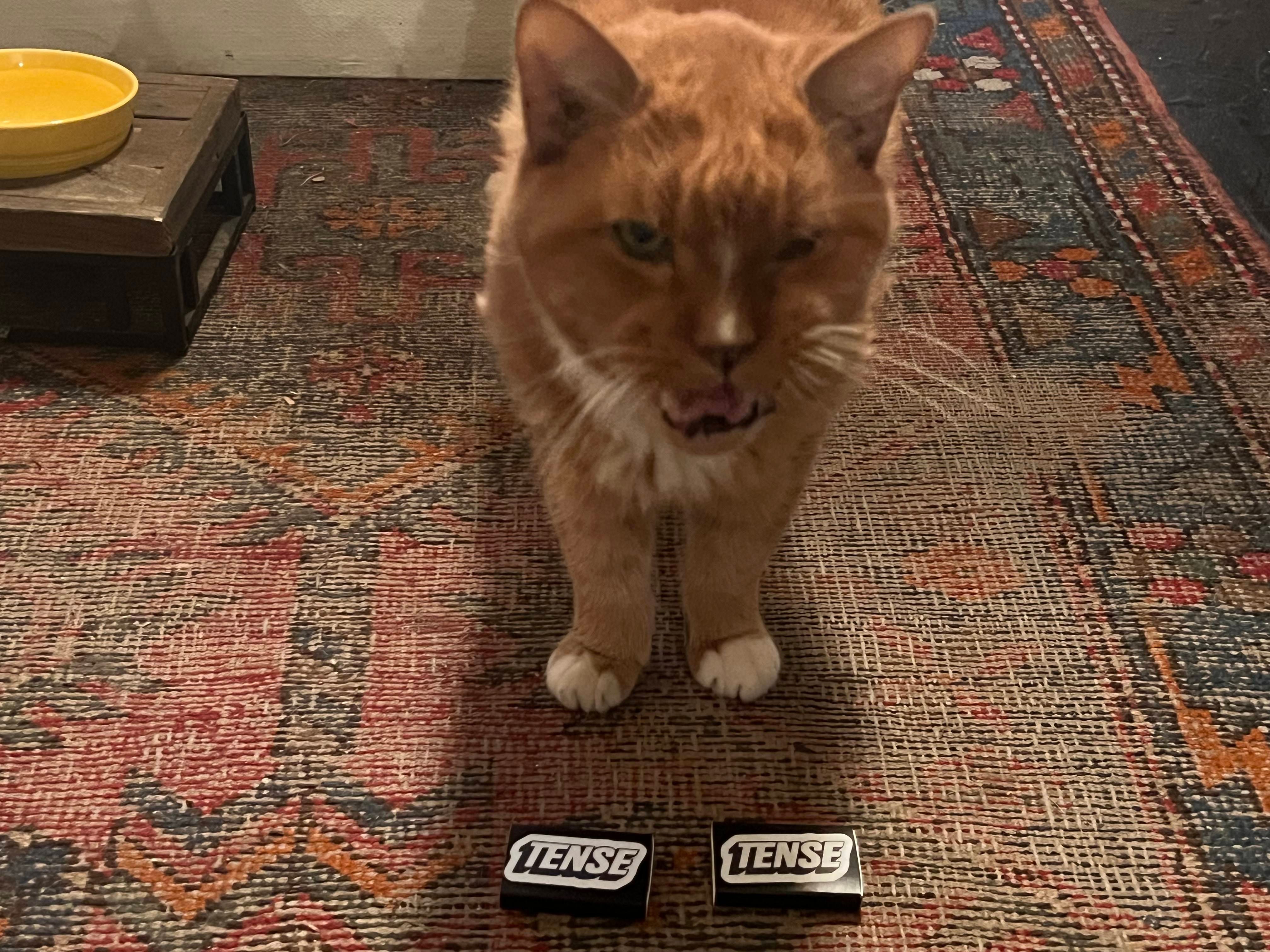 Cat Tense - by Beckett Rosset - TENSE