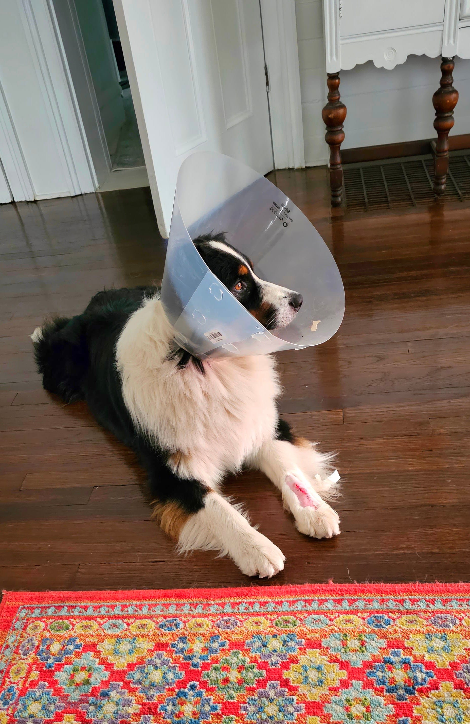 HOW I AM CURING MY DOG's LACERATION IN JUST DAYS - Rather than the 2 ...