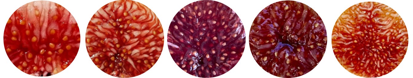 What Do Figs Taste Like? - The Fig Jam