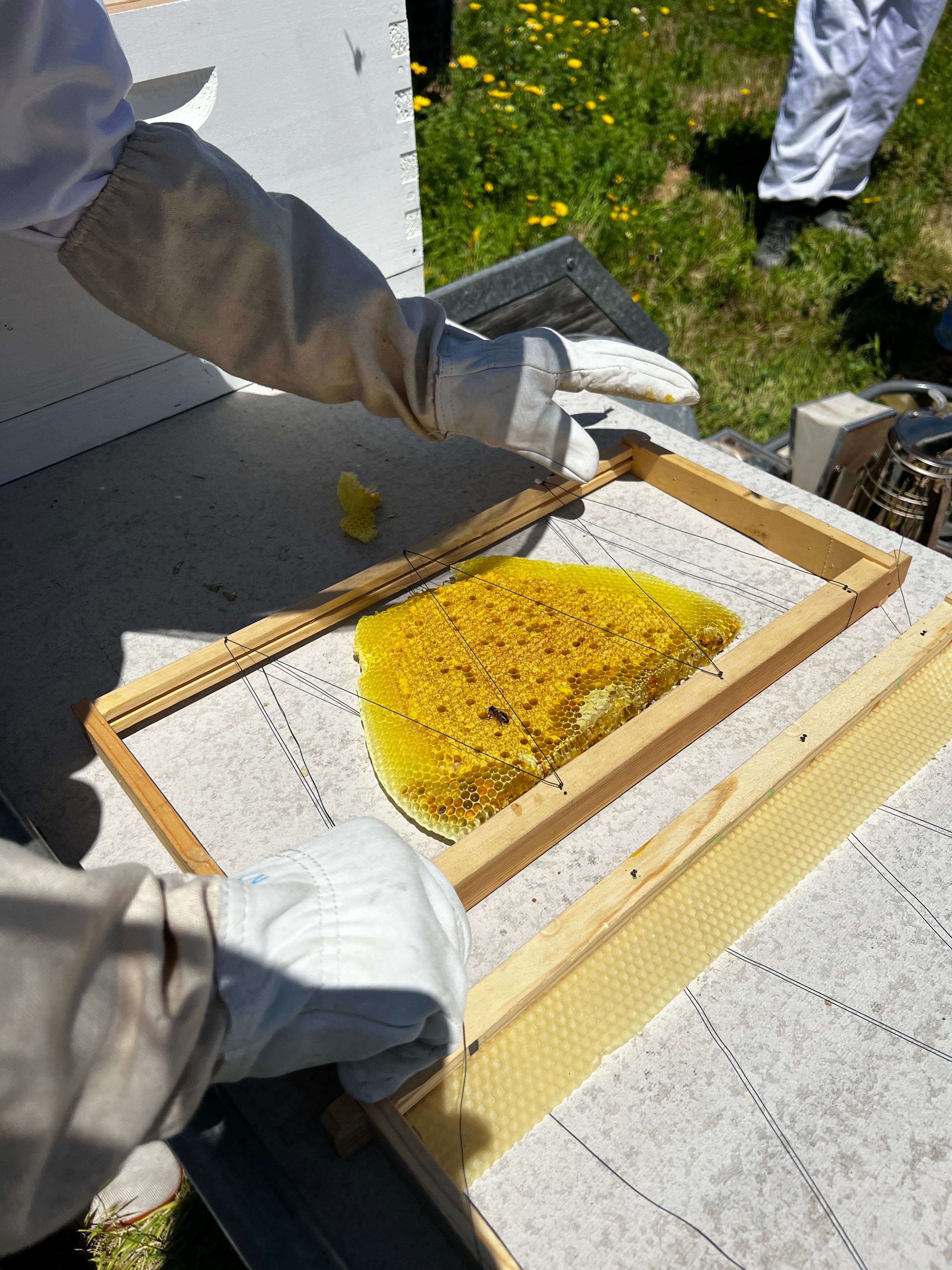 Bee School is Pure Happiness - by Holly Haines