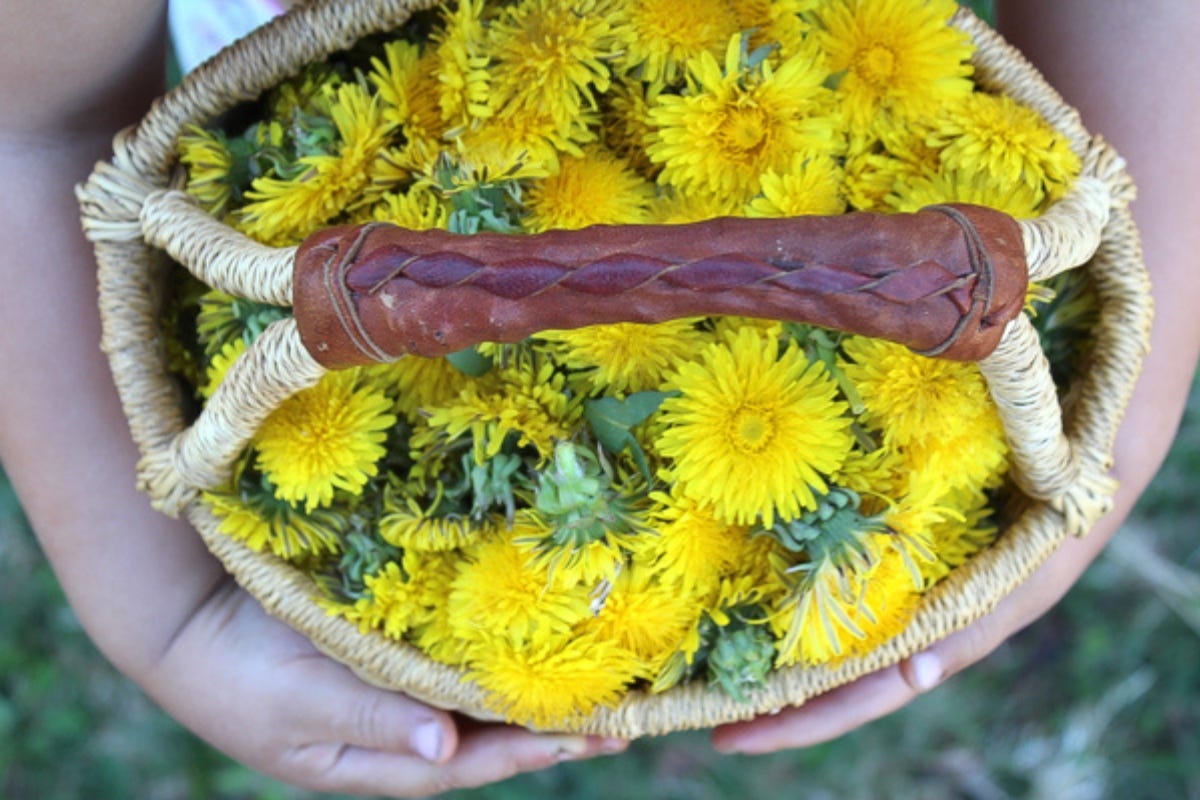 Dandelion Recipes & Remedies - by Ashley Adamant