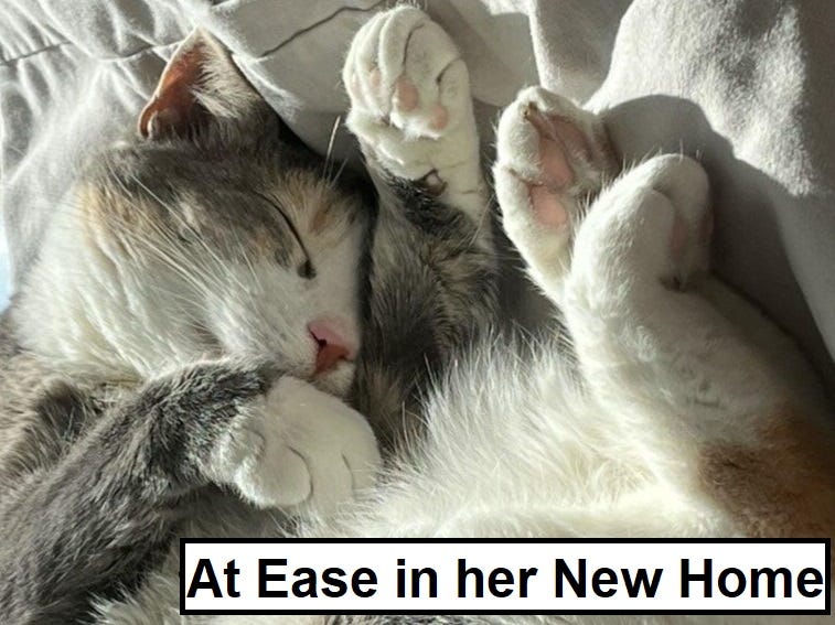 WHATS THE HISSY HUT? - by The Mount Holly Reporter