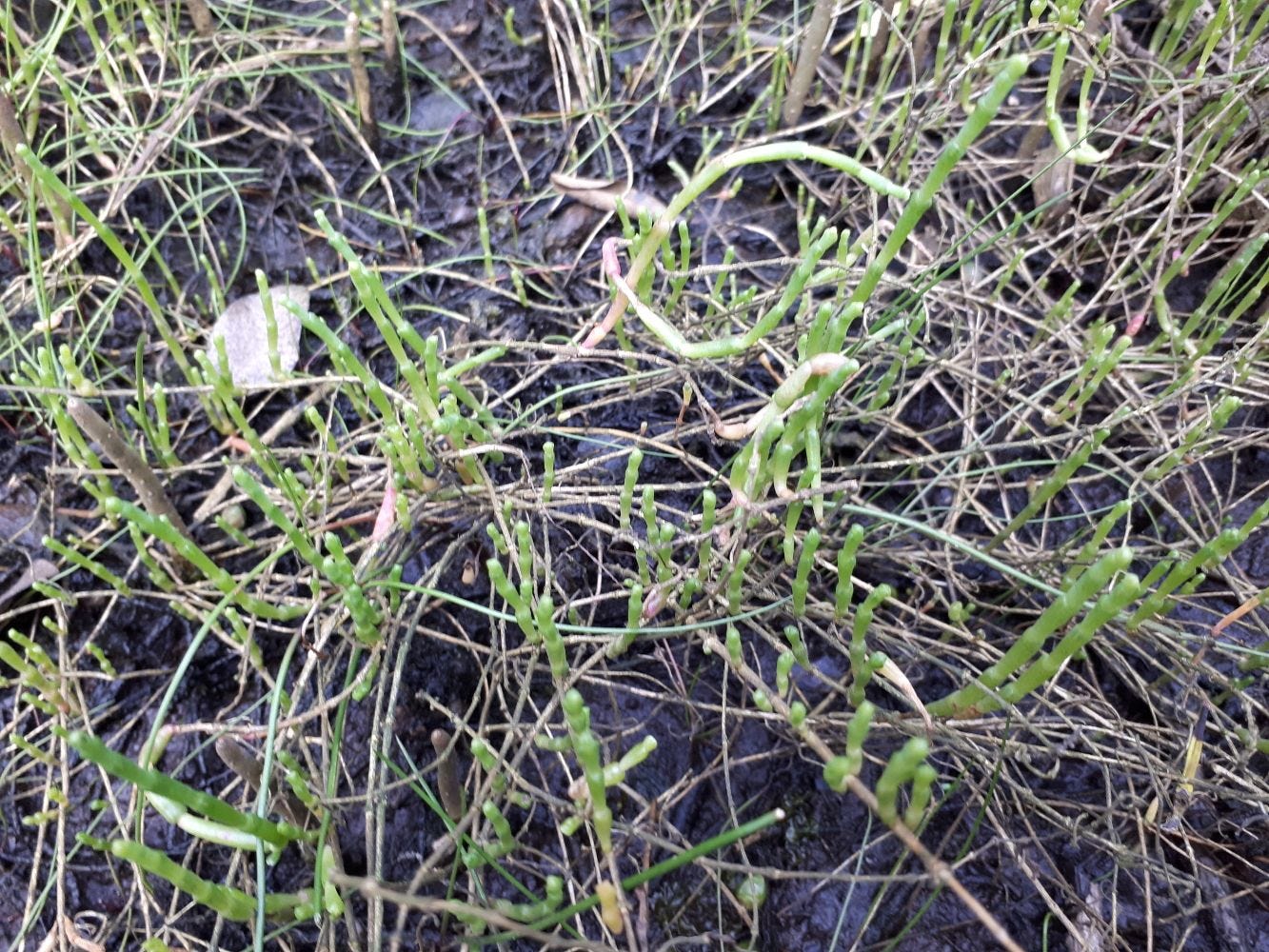 Native Samphire/Glasswort - by JP - Bush Food Forager