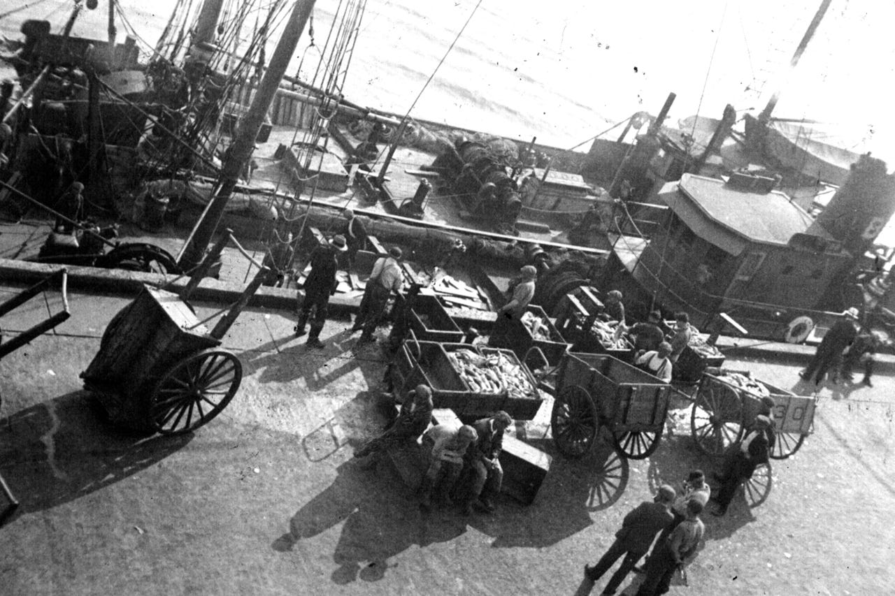 A century of haddock - by Seth Rolbein - A Cape Cod Voice