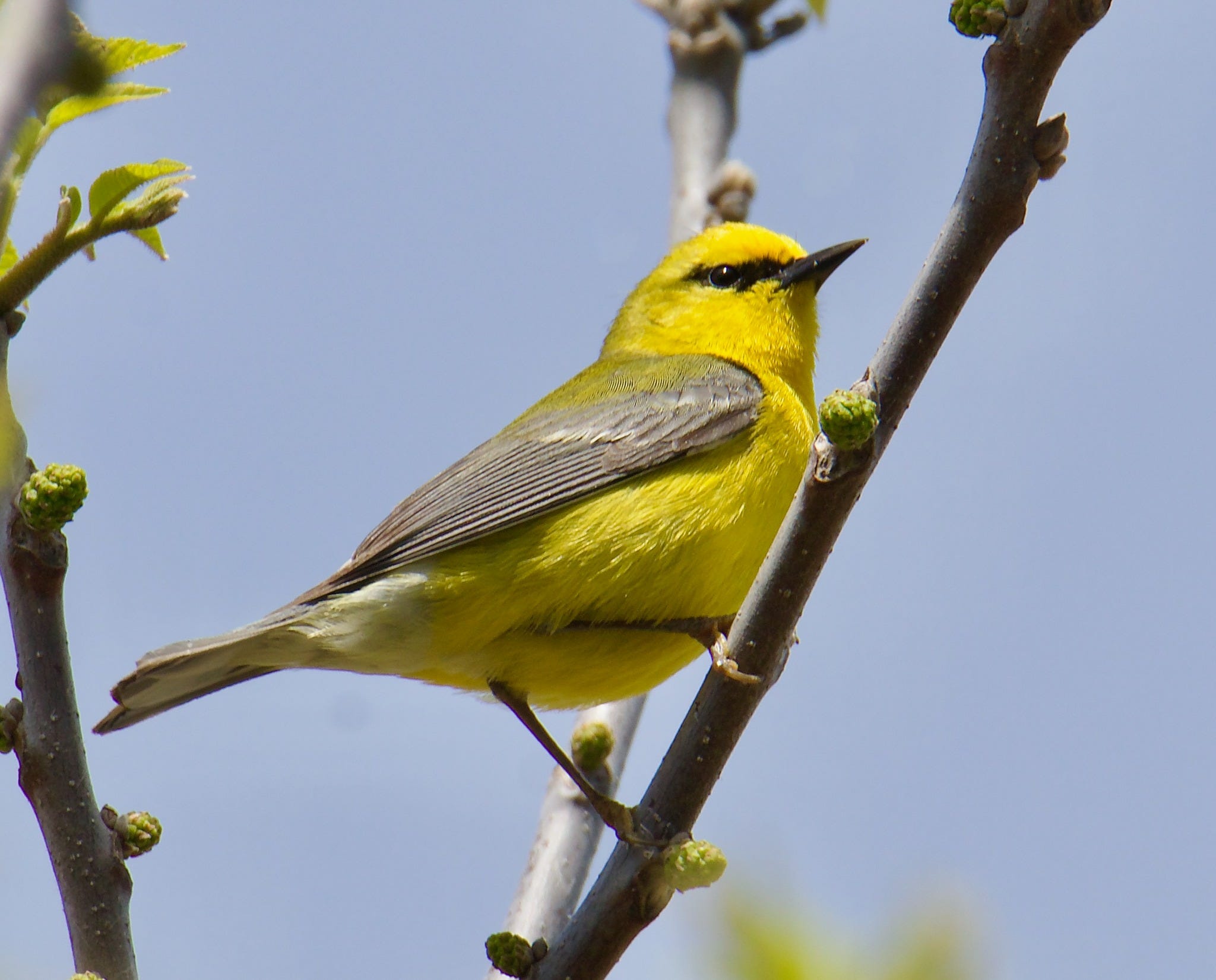 Getting the band back together - by Chuck Isenhart