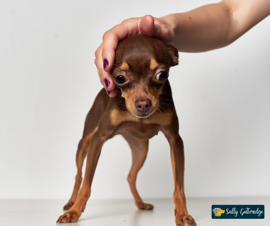 How to Support a Fearful Dog: Simple Techniques for Building Confidence