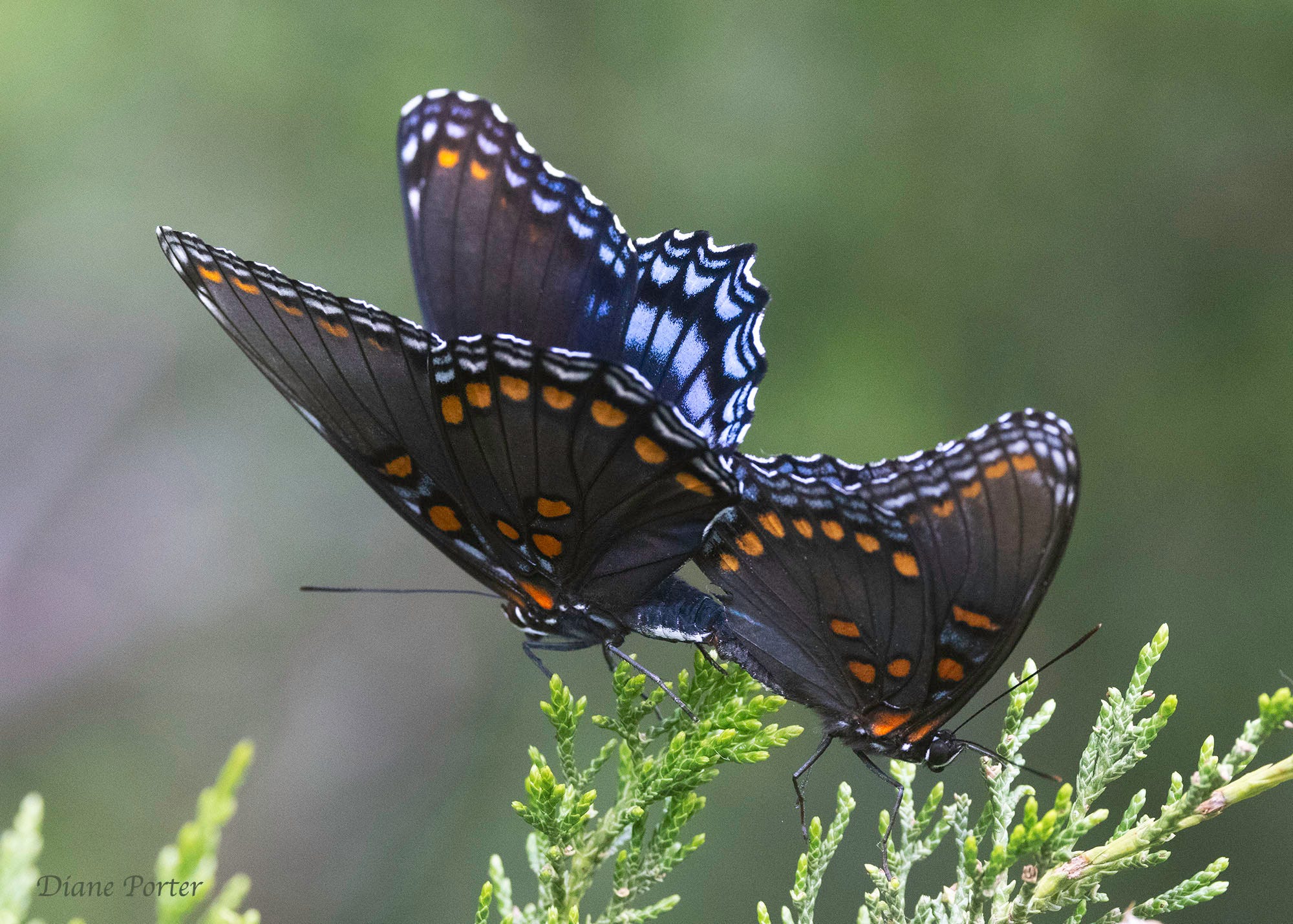 Red-spotted Purple Butterfly - by Diane Porter - My Gaia