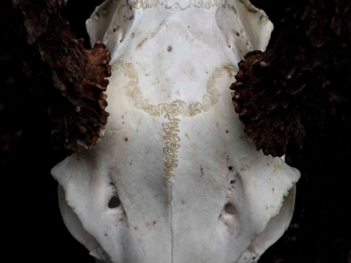 The Reverend Hunter Podcast - by Johnny Carrol Sain