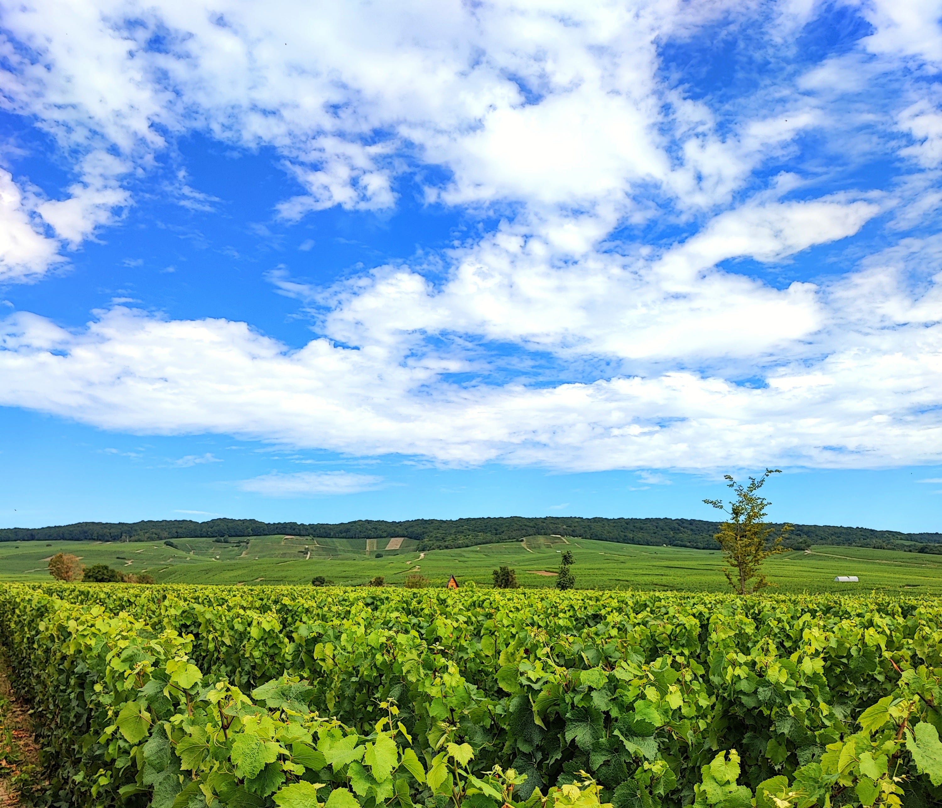 What is Grower Champagne? - by Tom Hewson