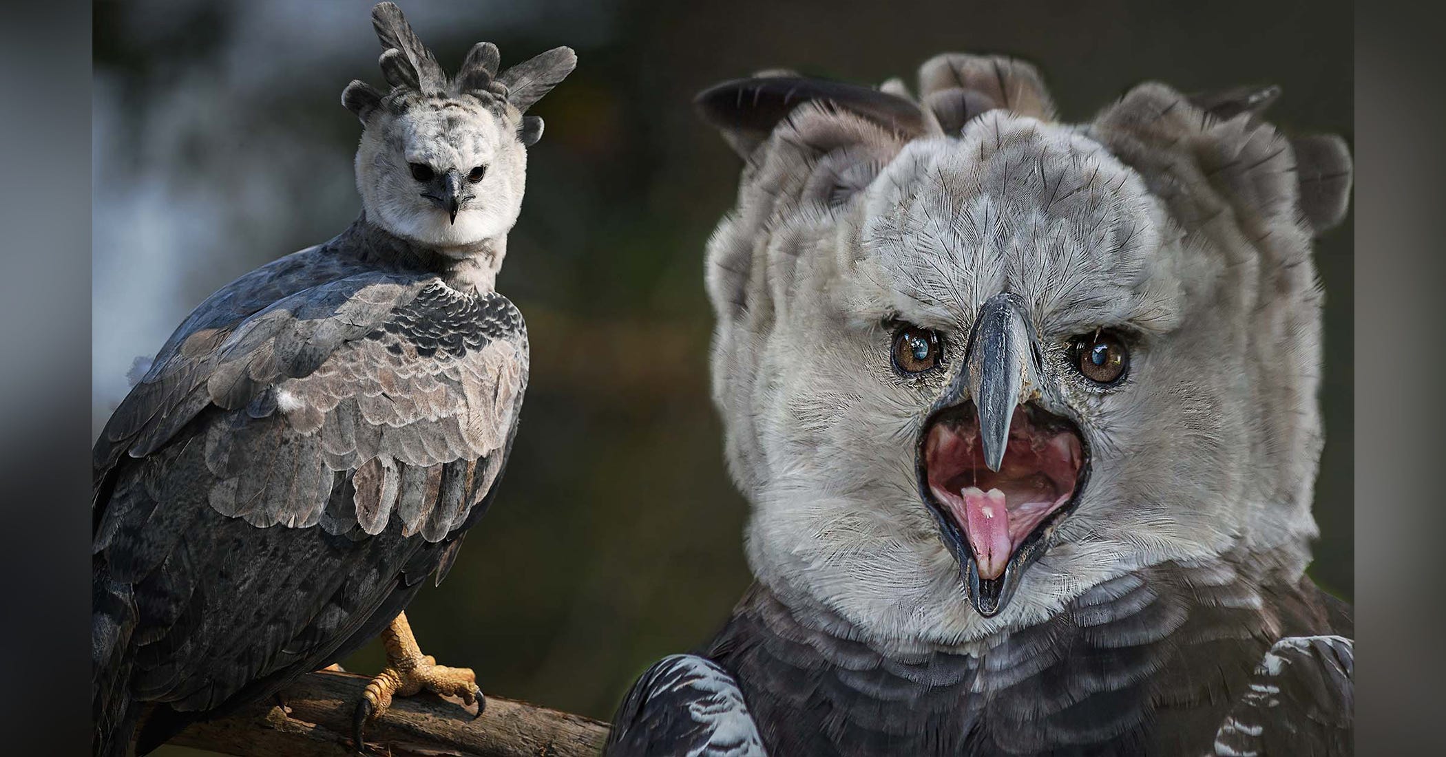 Harpy Eagle - by Jennifer Shamel and Moises Z
