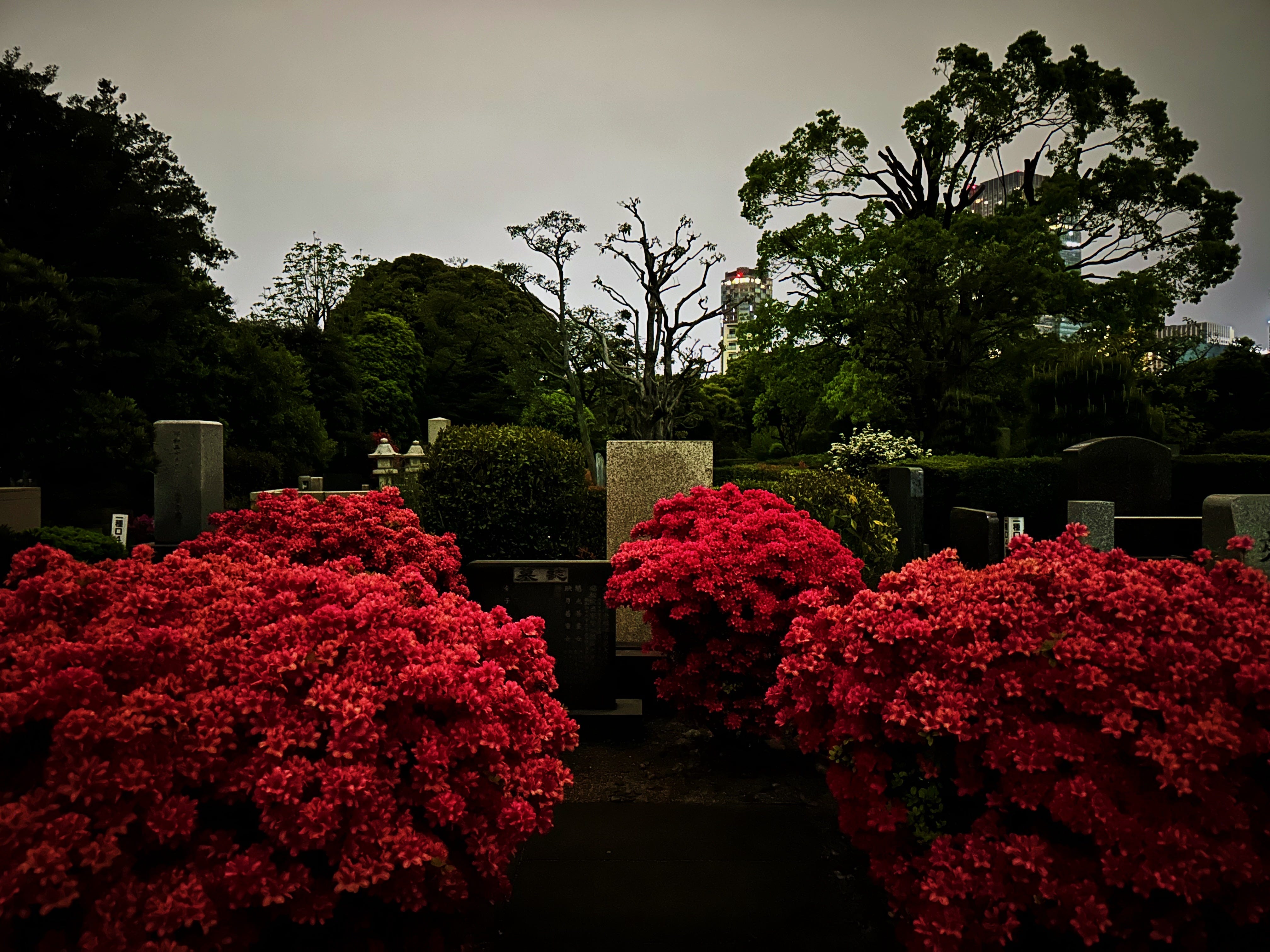 The Eighth Farewell: Aoyama Cemetery, Tokyo