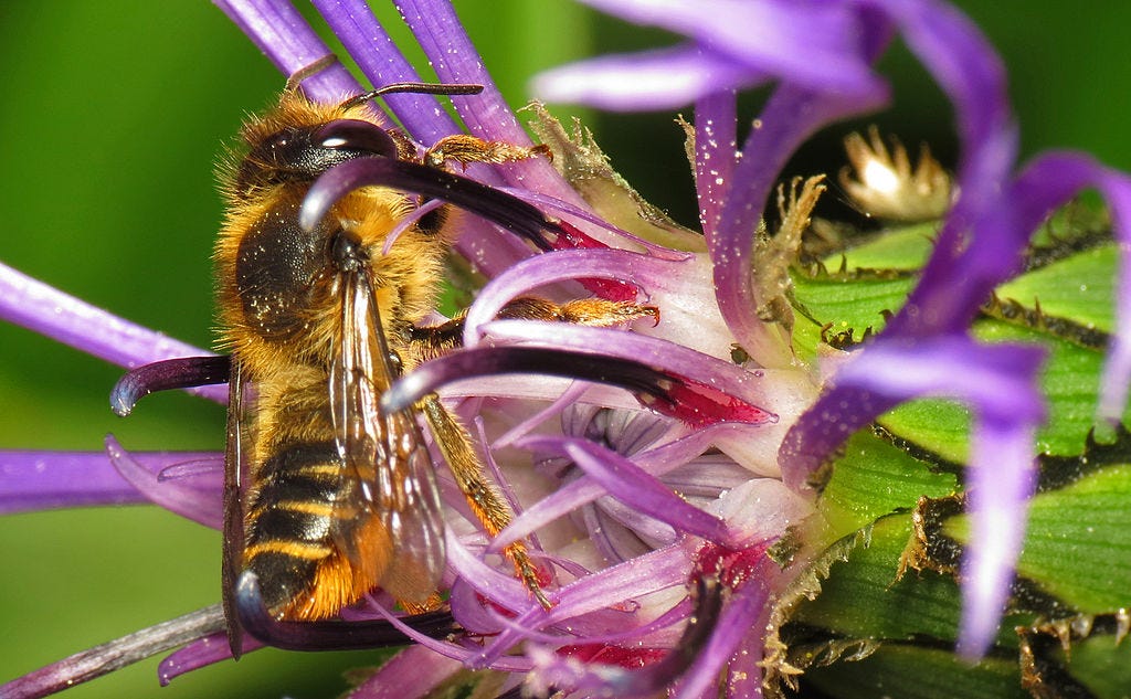 🐝 6 Things You Didn't Know About Leafcutter Bees