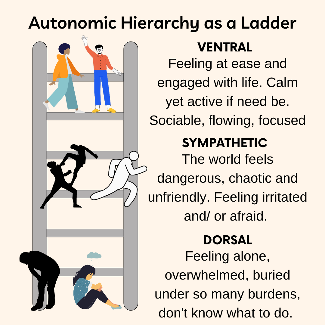 Intro to the Autonomic Hierarchy (Supplementary Post)