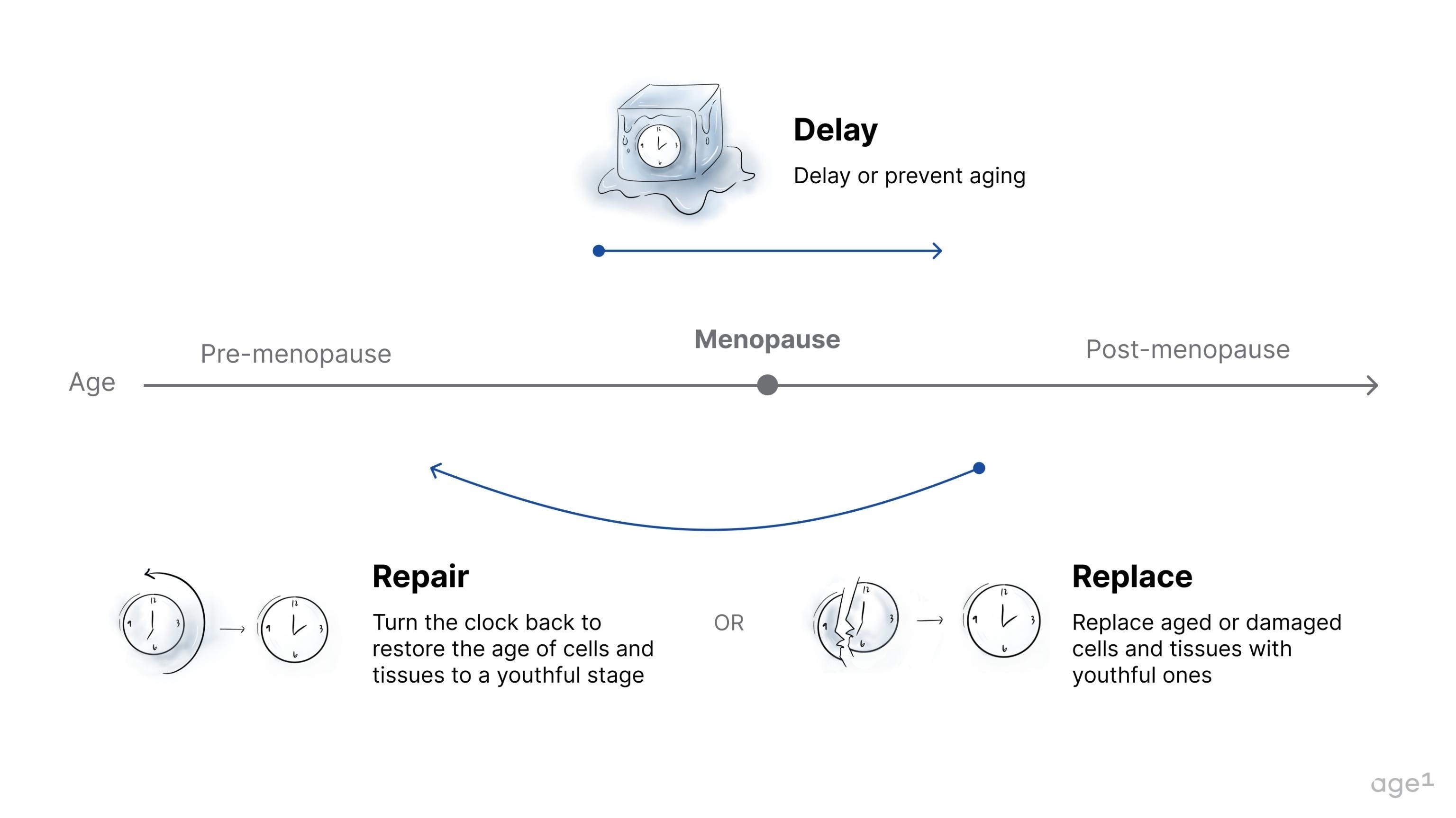 A guide to extend longevity by delaying menopause