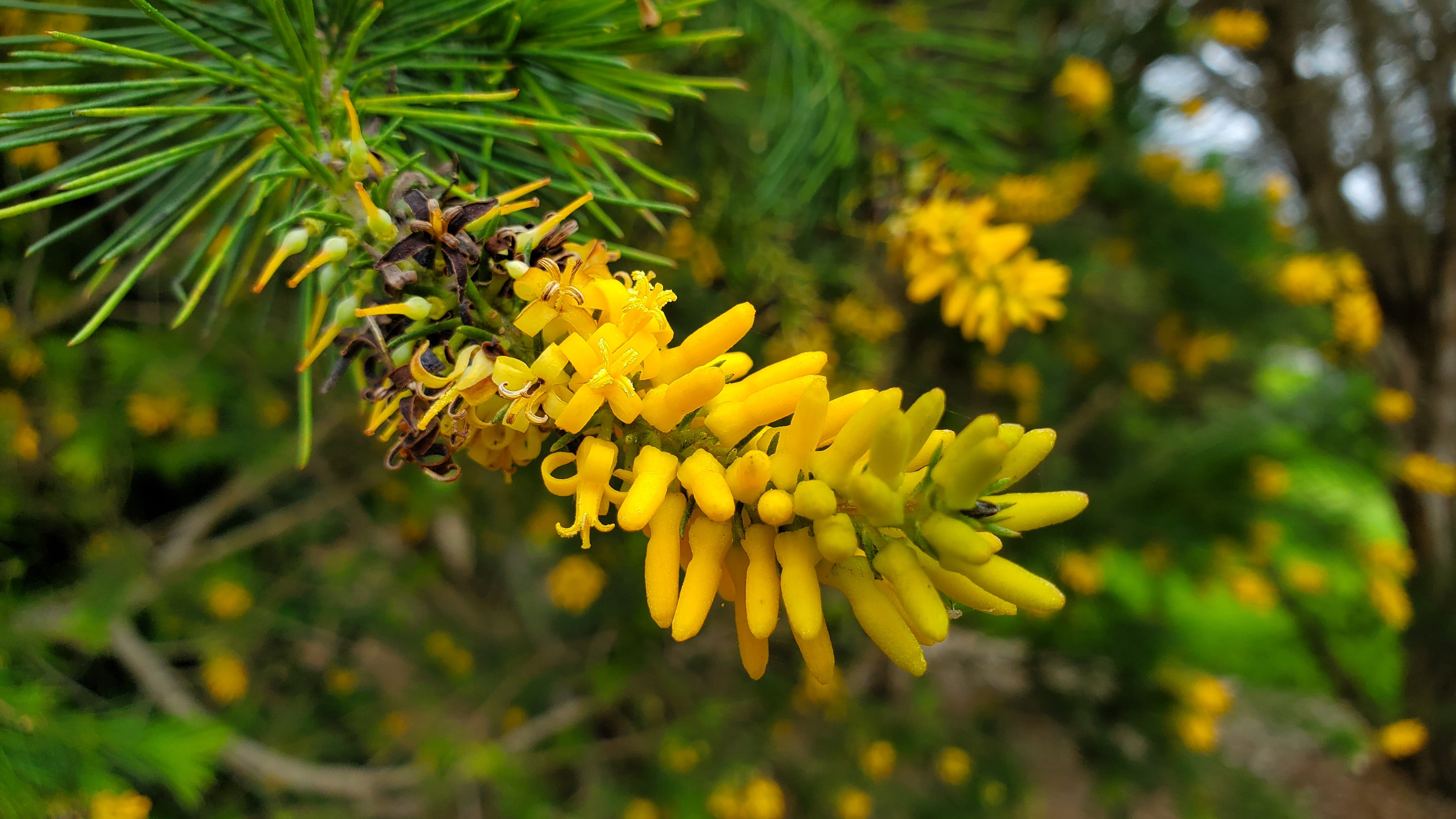Dharawal Delights - by J.P. - Bush Food Forager