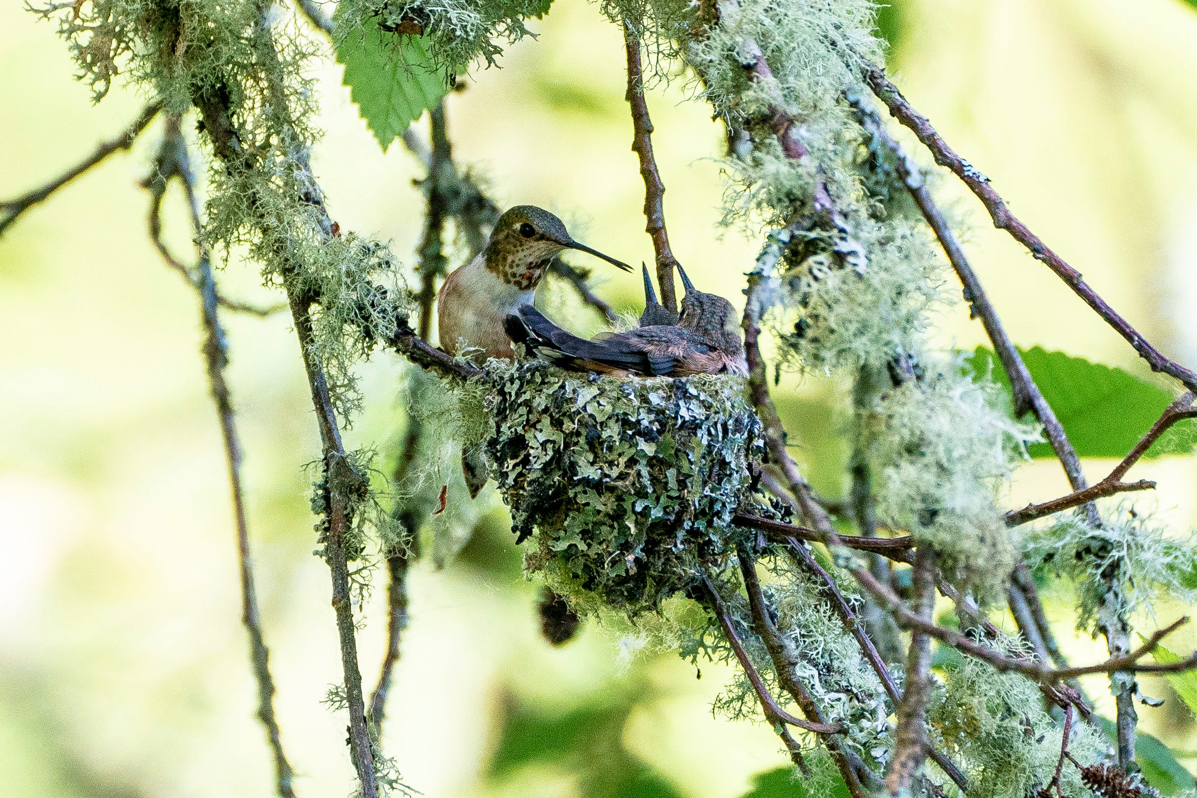 Flight Club: Is the Movement to Rename the Audubon Society for the Birds?