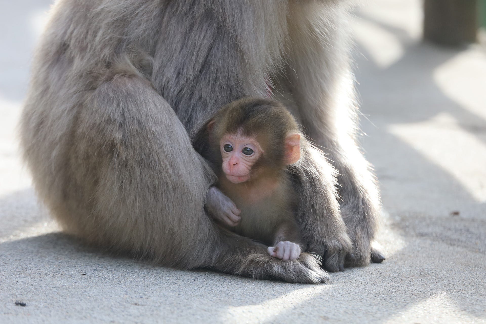 #96 Japanese Macaques "Snow Monkeys" - by Hideo Tanikawa