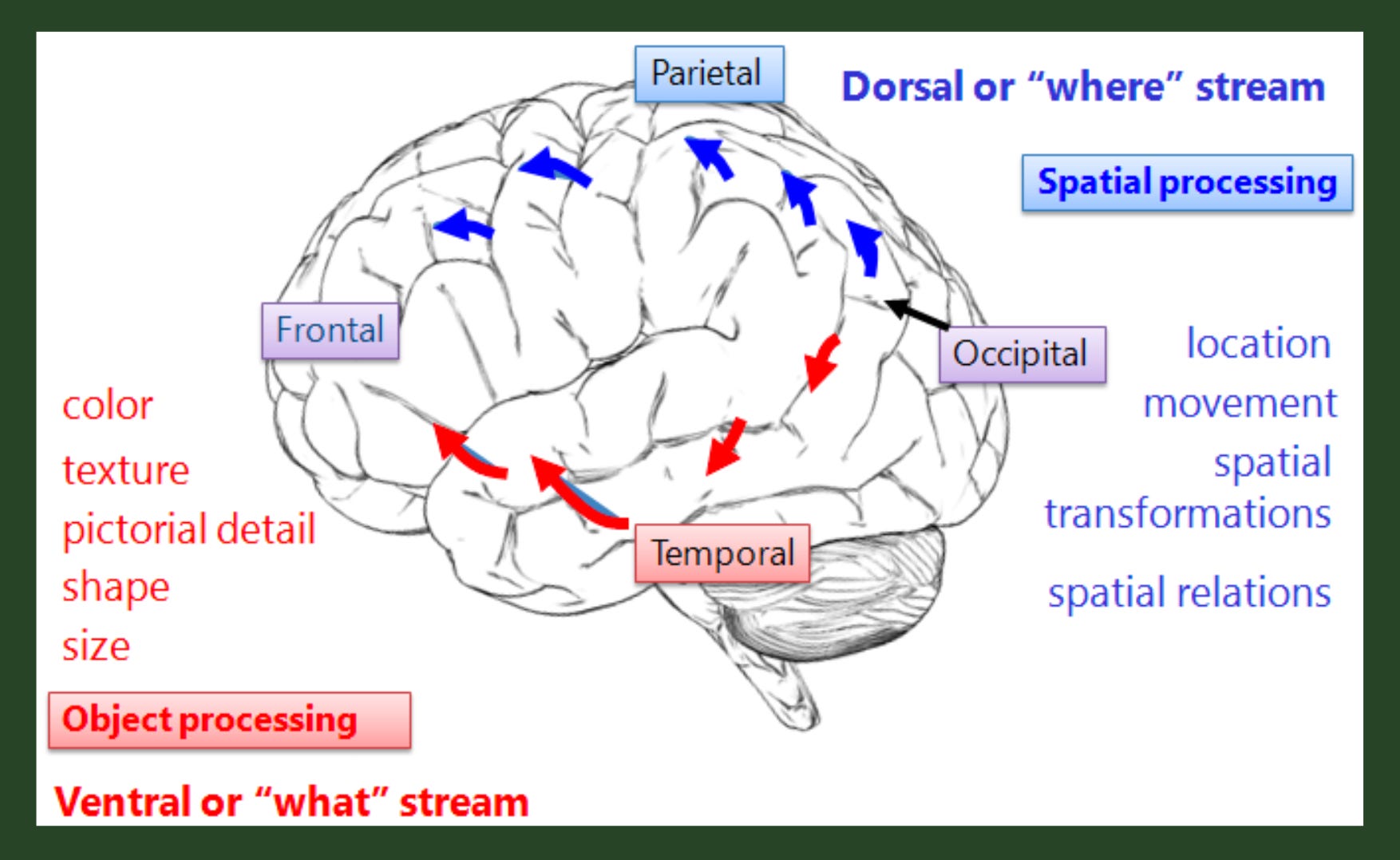 CREATIVE ARCHETYPES: THE MENTAL SPACIOUSNESS TO SPATIAL SYNESTHESIA SCALE