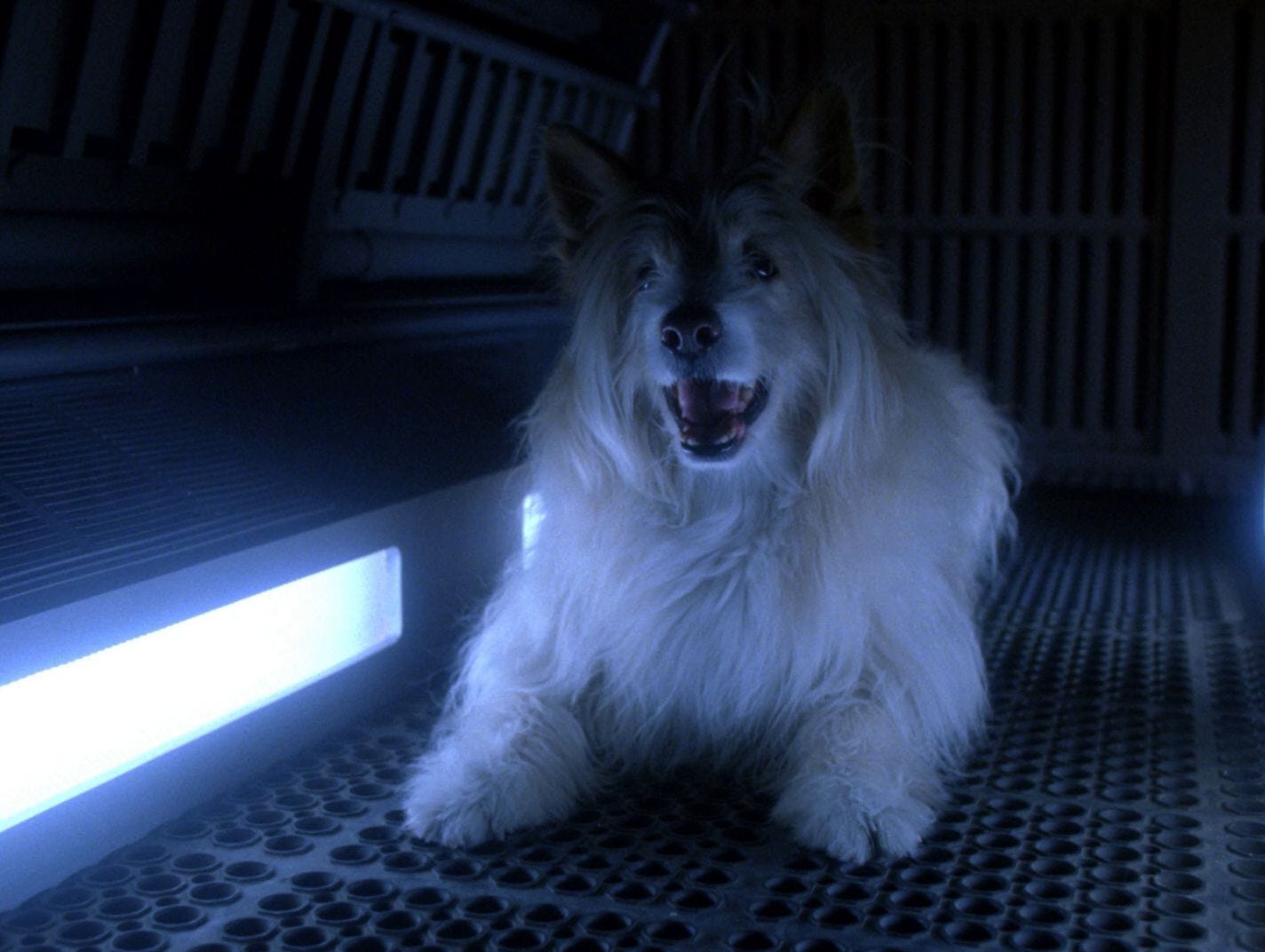 Pet Sematary Zowie