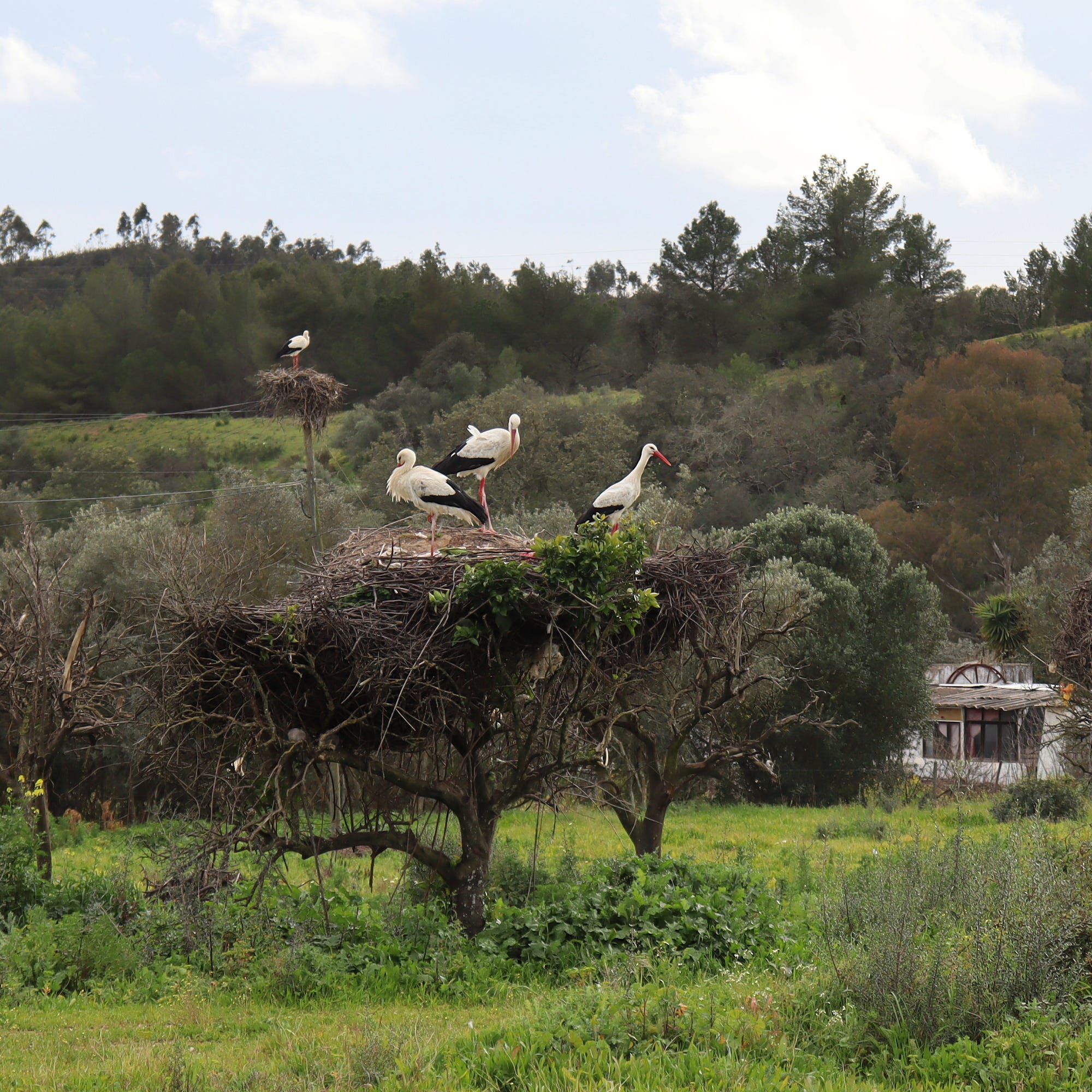 Look! Up in the sky! It's a (big) bird!