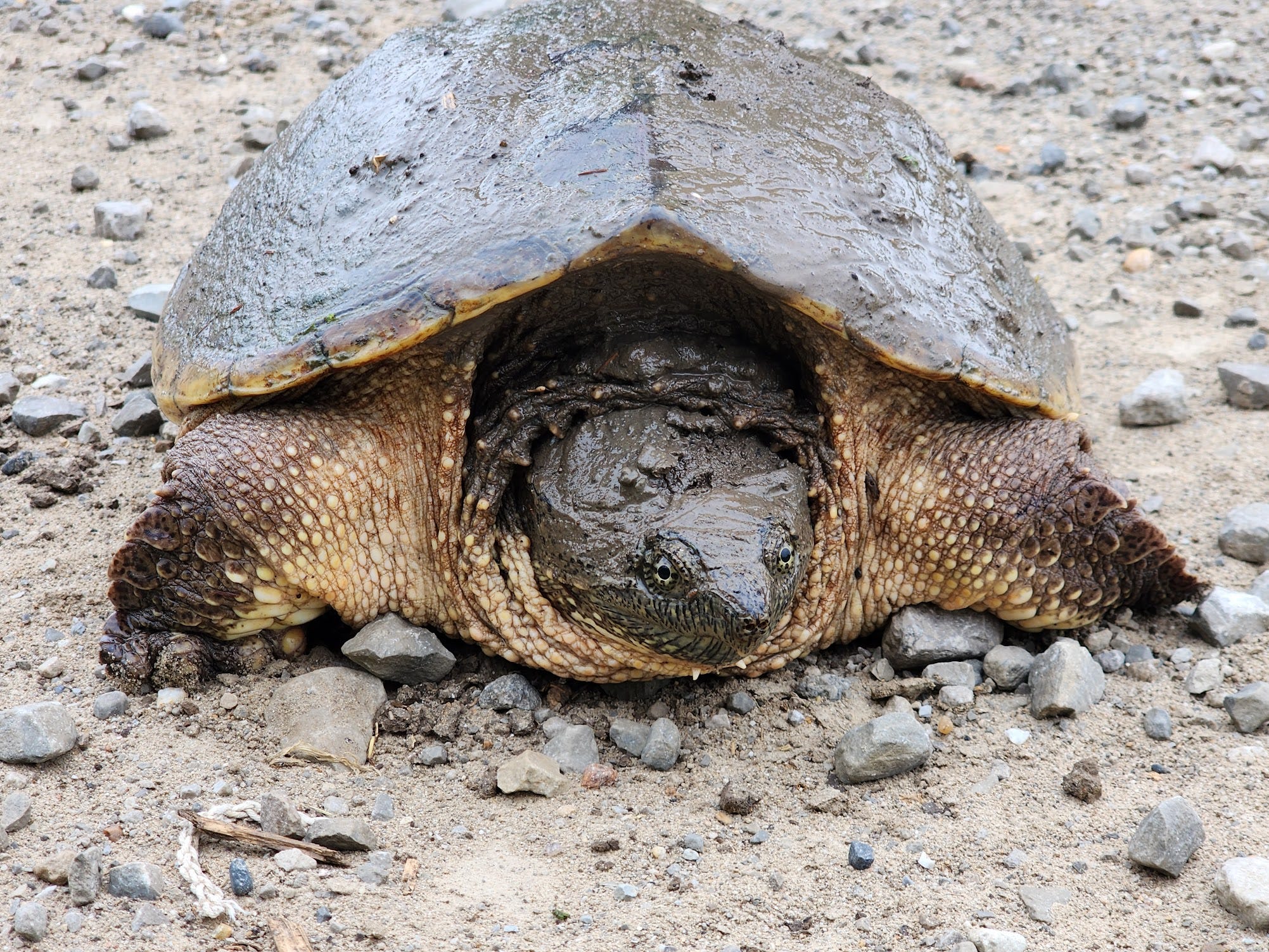 A Snapping Turtle, Curation Behavior - by Robert Leonard